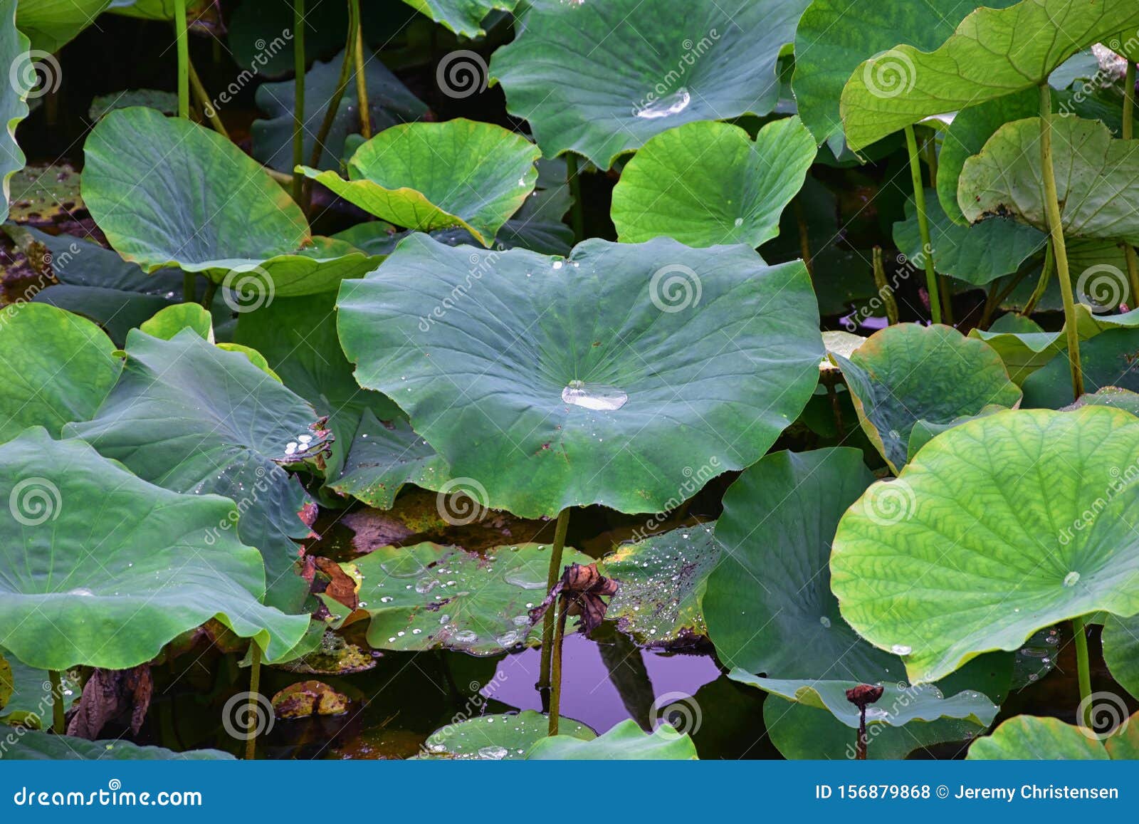 Traditional Japanese Gardens In Public Parks In Tokyo Japan Views Of Lanterns Lakes Ponds