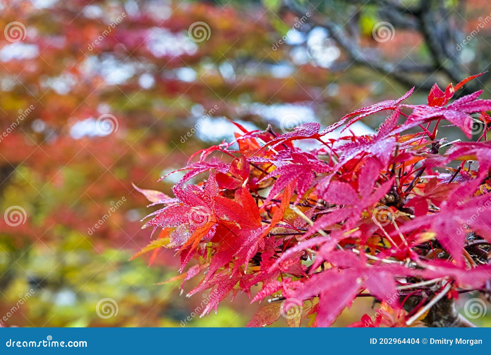 Traditional Japanese Red Maple Leaves during Fall Season Stock Photo ...