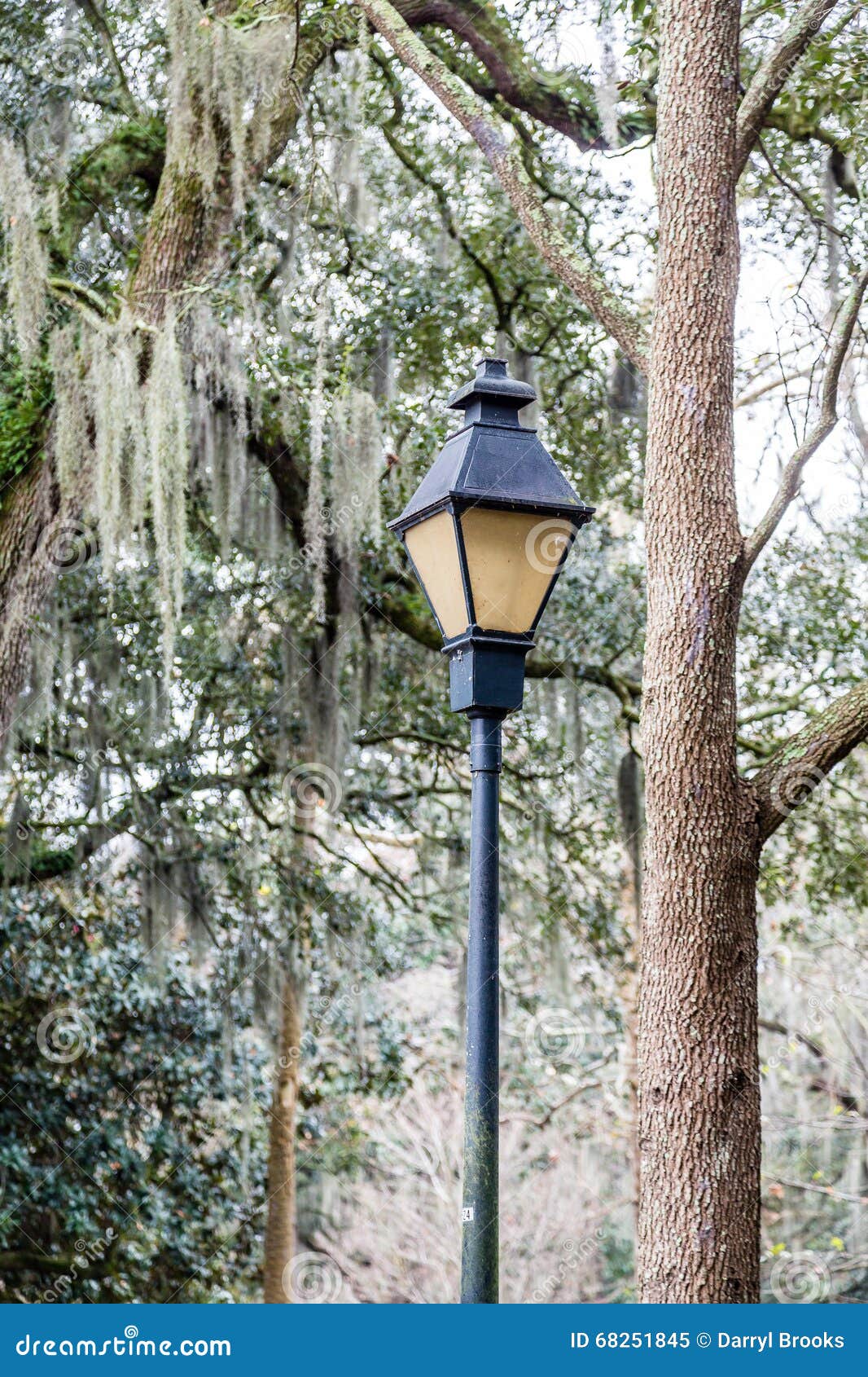 Traditional Lamp Post by Tree and Spanish Moss Stock Image - Image of ...
