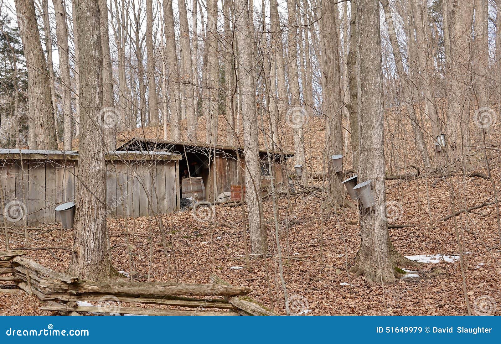 Traditional Looking Sugar Bush in Operation with Shack and Buckets ...