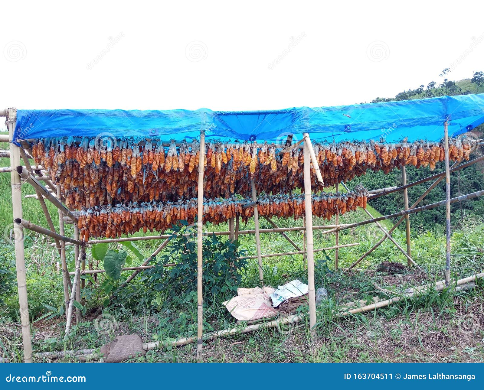 Traditional Maize Corn Drying Technique Village Stock Image - Image of ...
