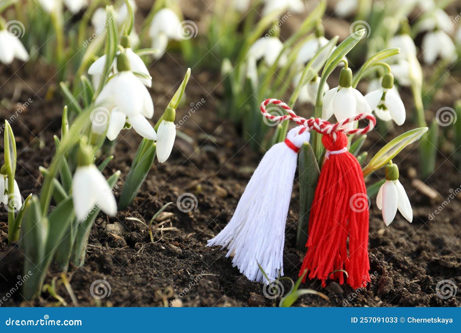 Traditional Martisor among Beautiful Snowdrops Outdoors. Beginning of ...