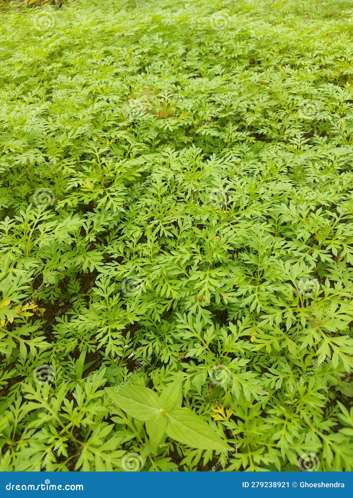 A Traditional Medicinal Plant Called Randa Midang Stock Image - Image ...
