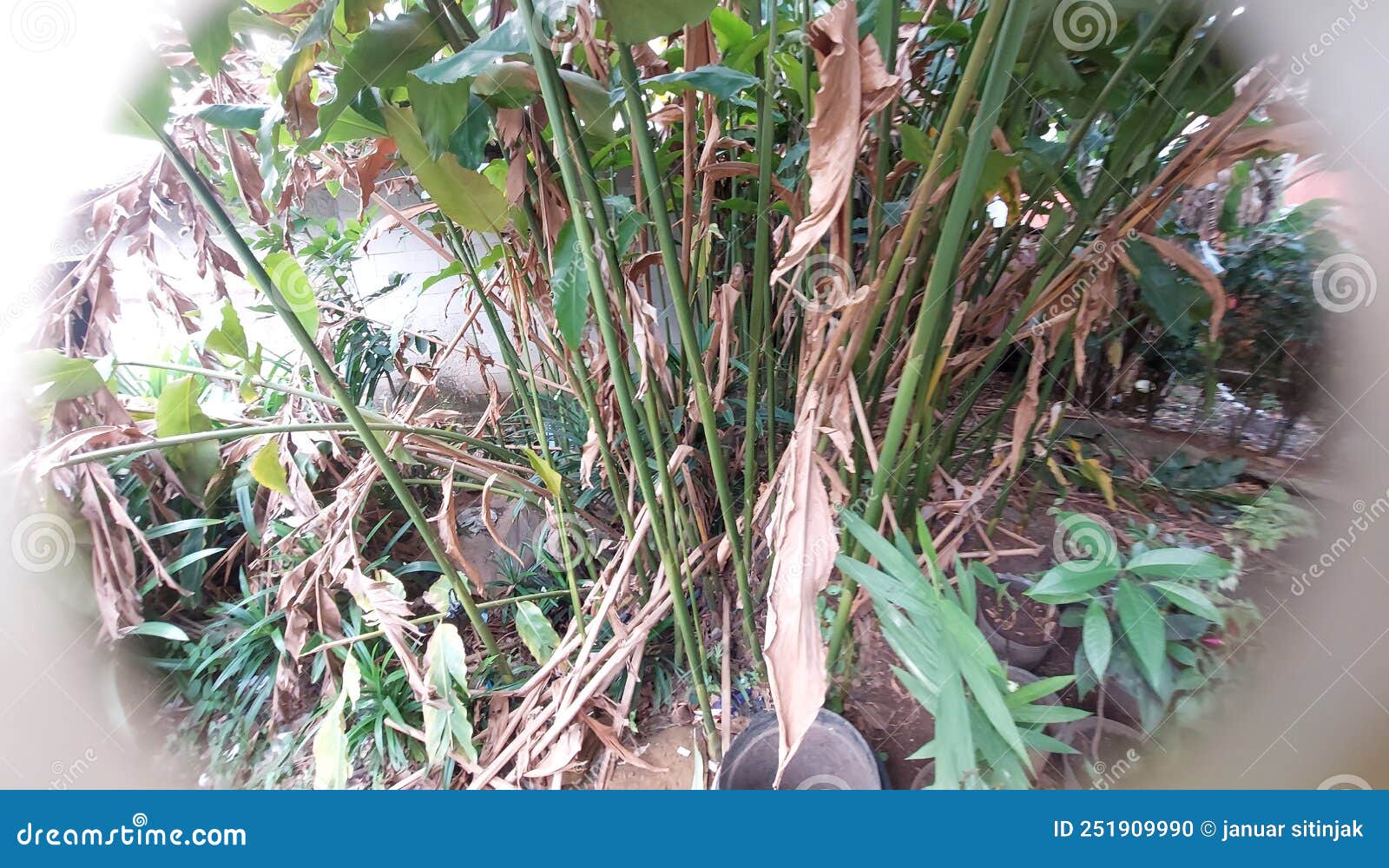 Traditional medicine tree stock photo. Image of tree - 251909990