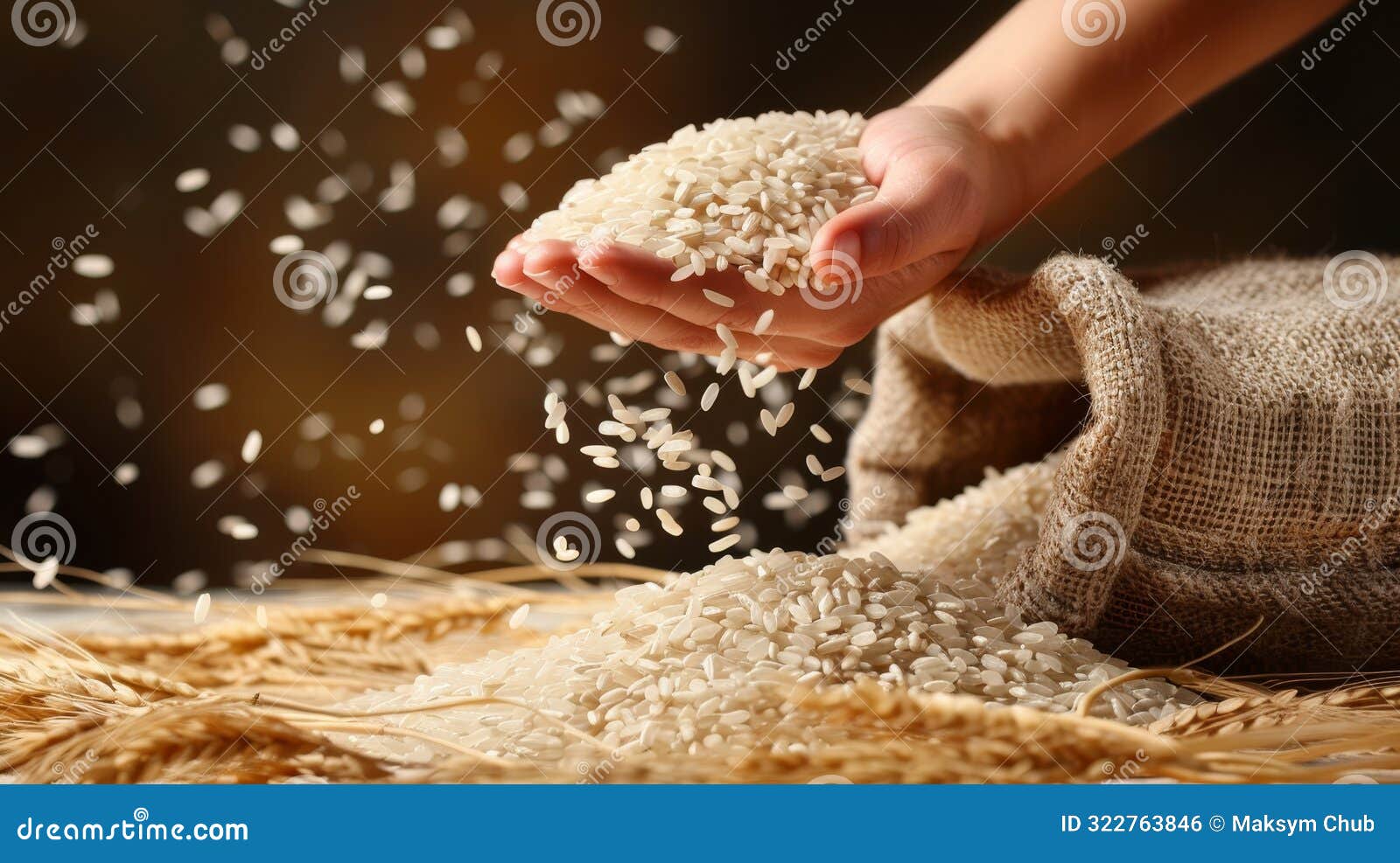 Traditional Method Dropping Rice from Both Hands into a Sack for ...