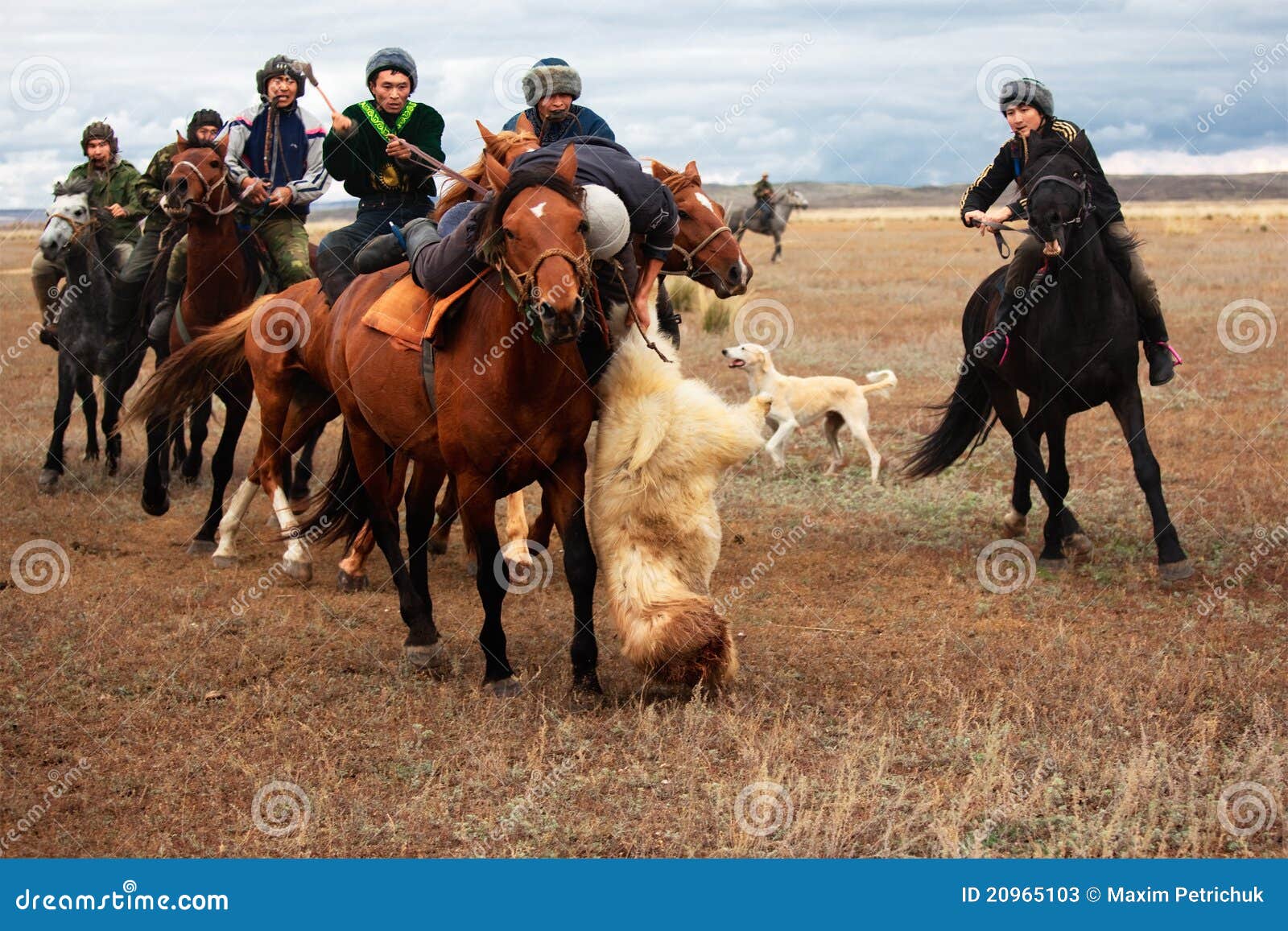 Traditional Nomad Game Kokpar Editorial Stock Photo - Image of passion ...