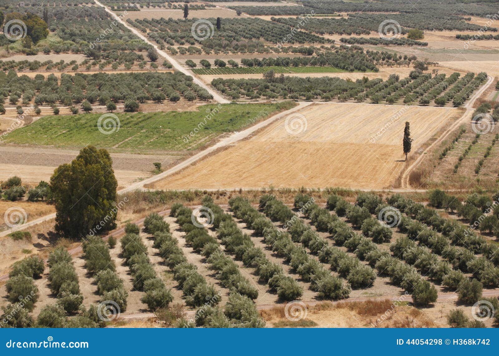 Traditional Olive Trees Plantation in Crete. Greece Stock Photo - Image ...