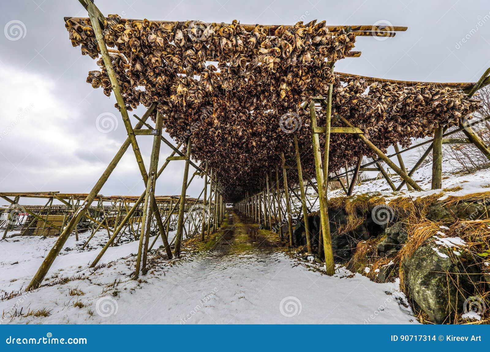 Traditional Outdoor Drying Norwegian Cod. Stock Photo - Image of ...