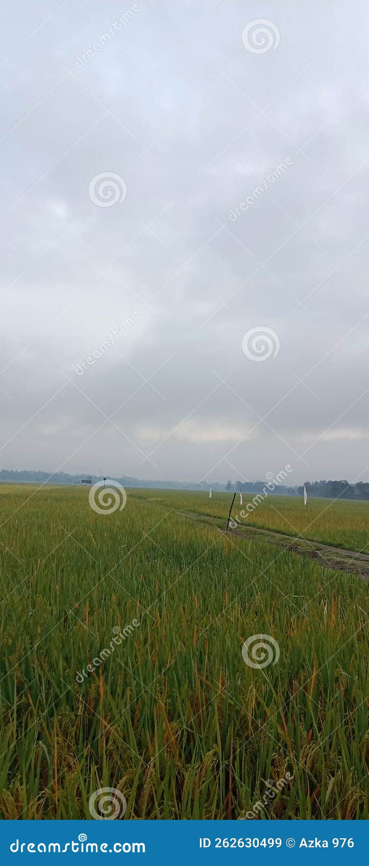 Traditional paddy flieds stock image. Image of soil - 262630499