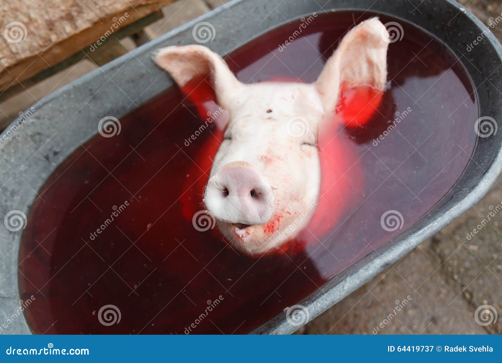 Traditional Pig Slaughtering of a Pig. Stock Image - Image of domestic ... Traditional Pig Slaughtering of a Pig. Stock Image - Image of domestic ...