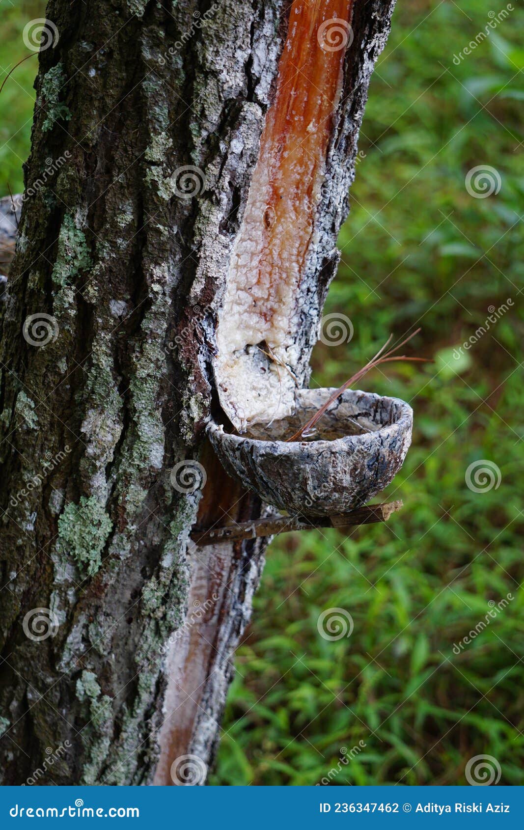 The Traditional Pine Resin Extraction Process Stock Photo - Image of ...
