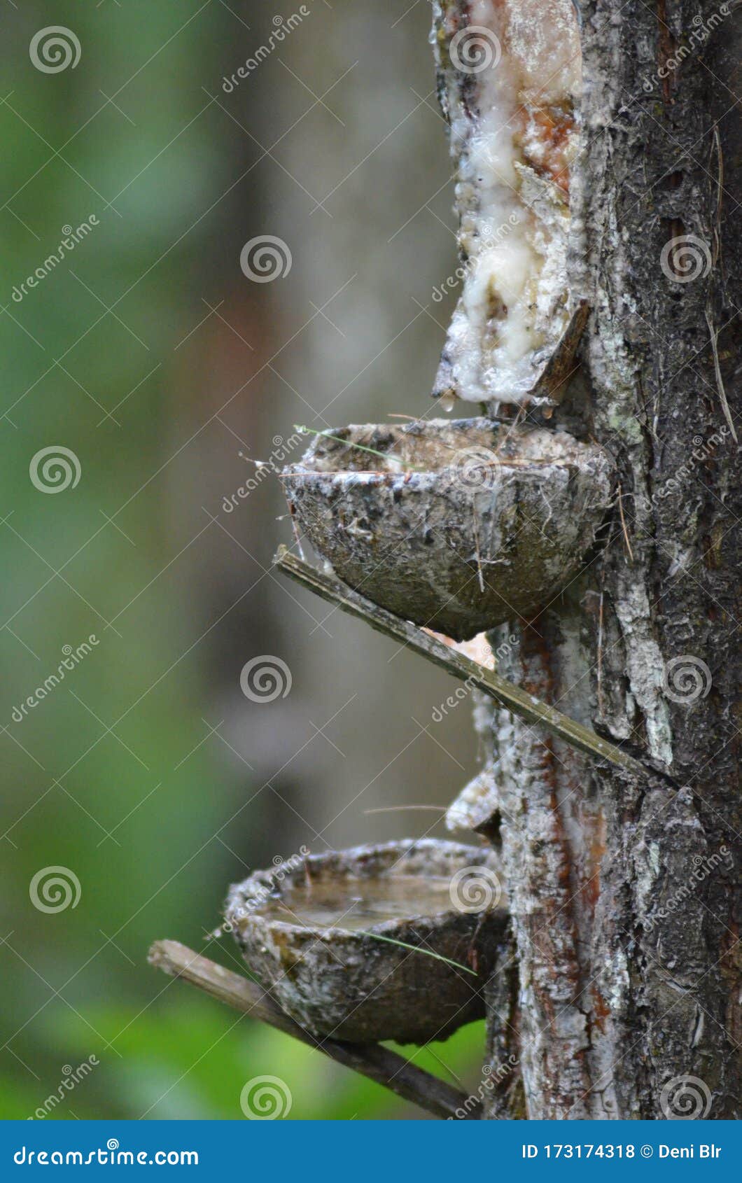 The Traditional Pine Tree Sap Collection Process. Stock Photo - Image ...