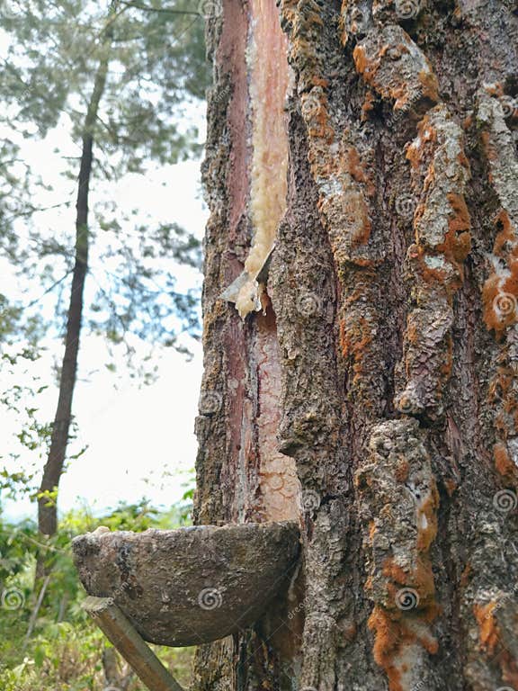 Traditional Pine Tree Sap Tapping Stock Photo - Image of pine, leaves ...