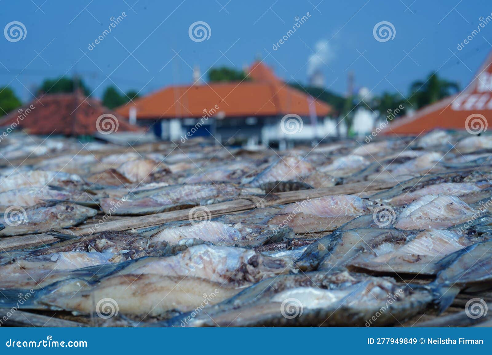 Traditional Process of Drying the Salted Fish Under Direct Sunlight in ...