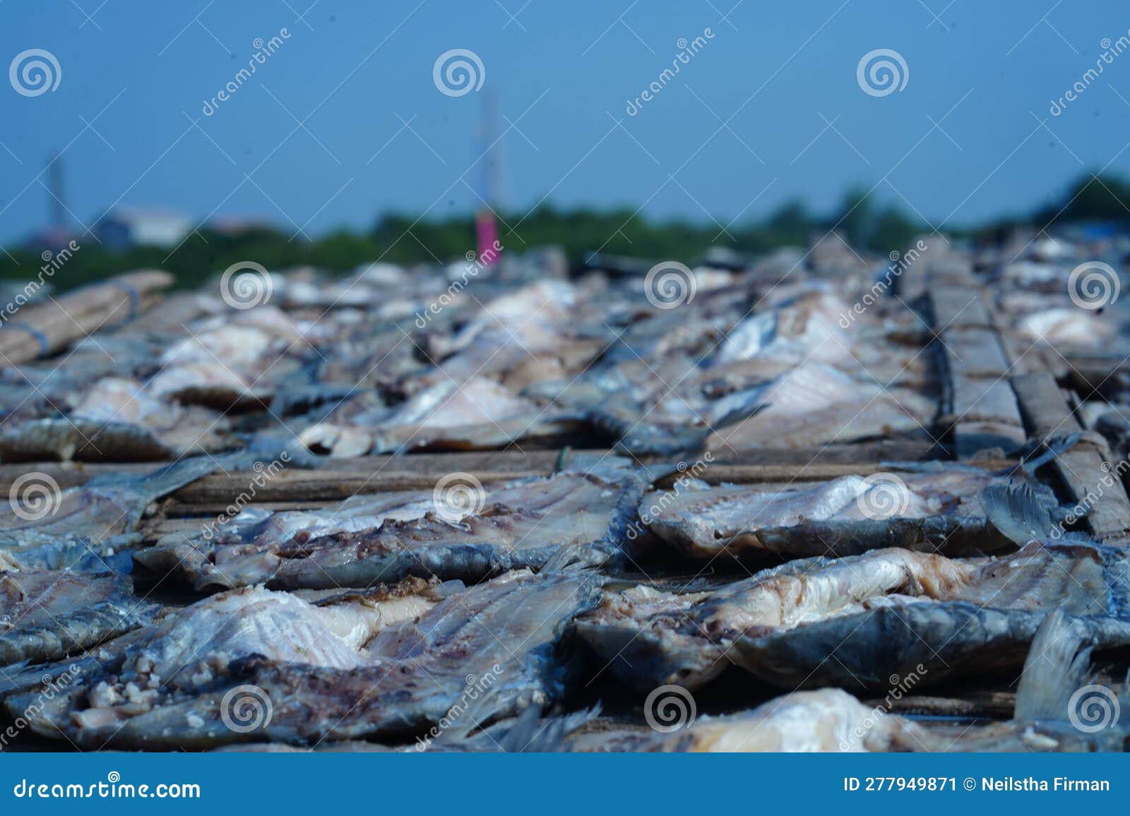 Traditional Process of Drying the Salted Fish Under Direct Sunlight in ...