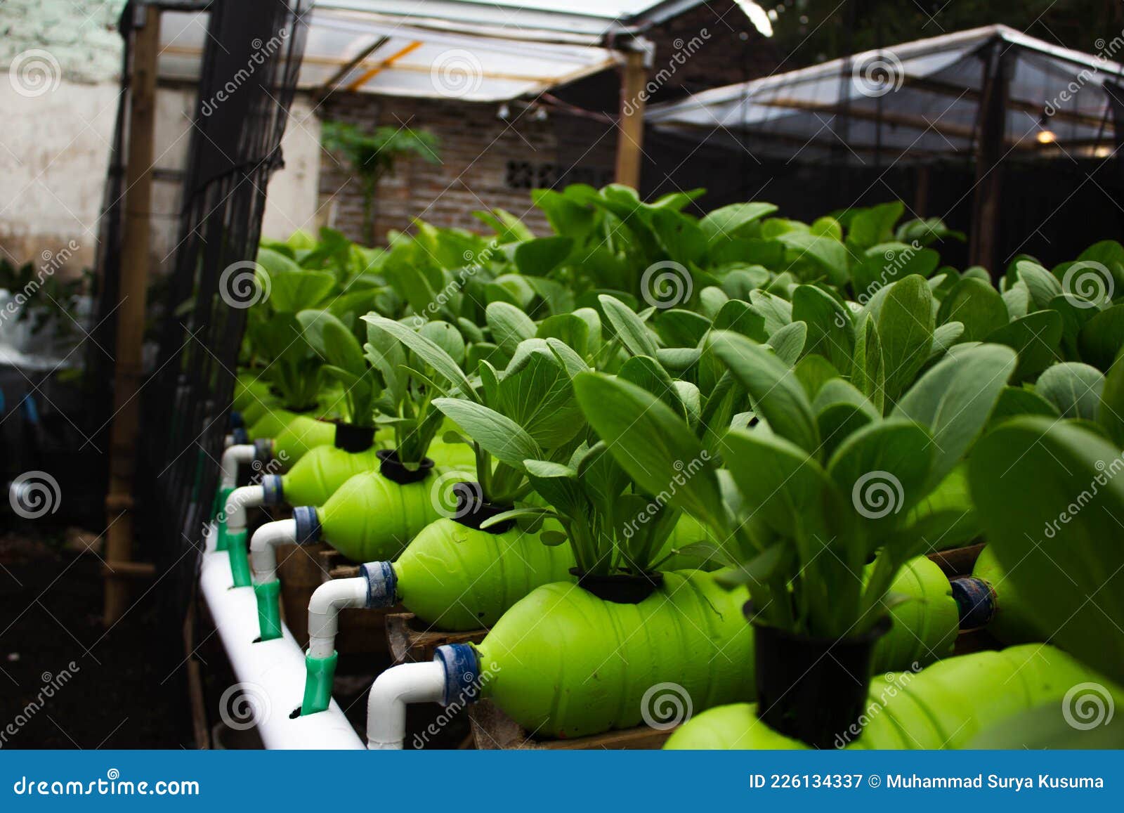 Traditional Recycle Hydroponic Stock Image - Image of grow, grown ...
