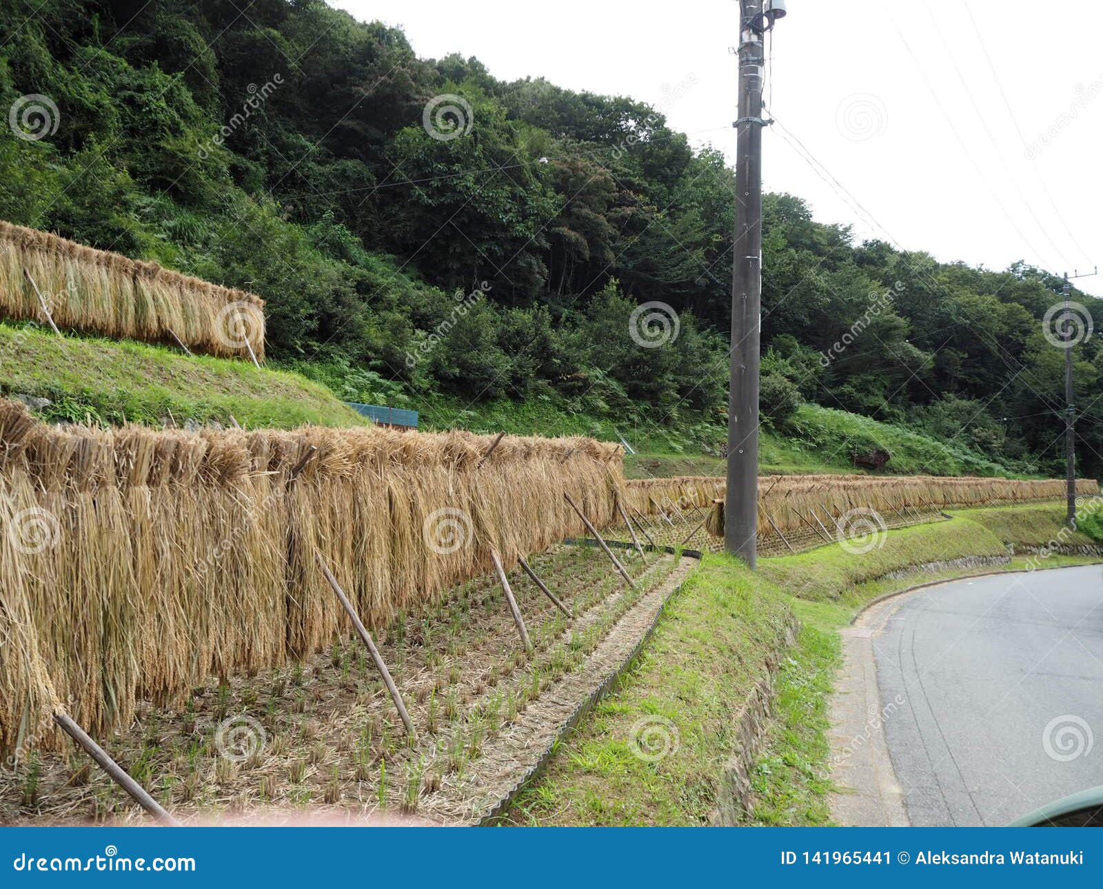 Traditional Way of Drying Rice in Japan Stock Image - Image of field ...