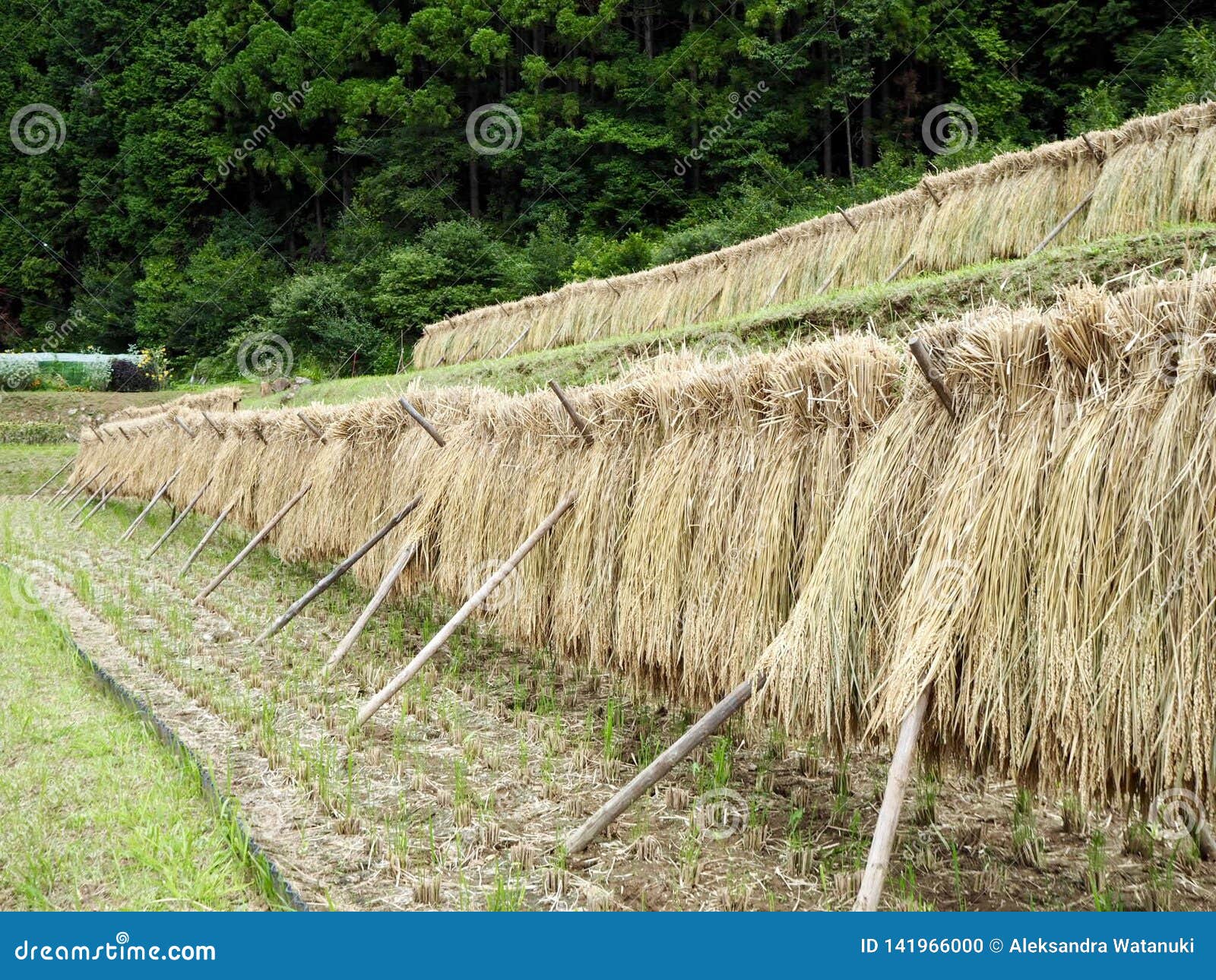 Traditional Way of Drying Rice in Japan Stock Photo - Image of field ...