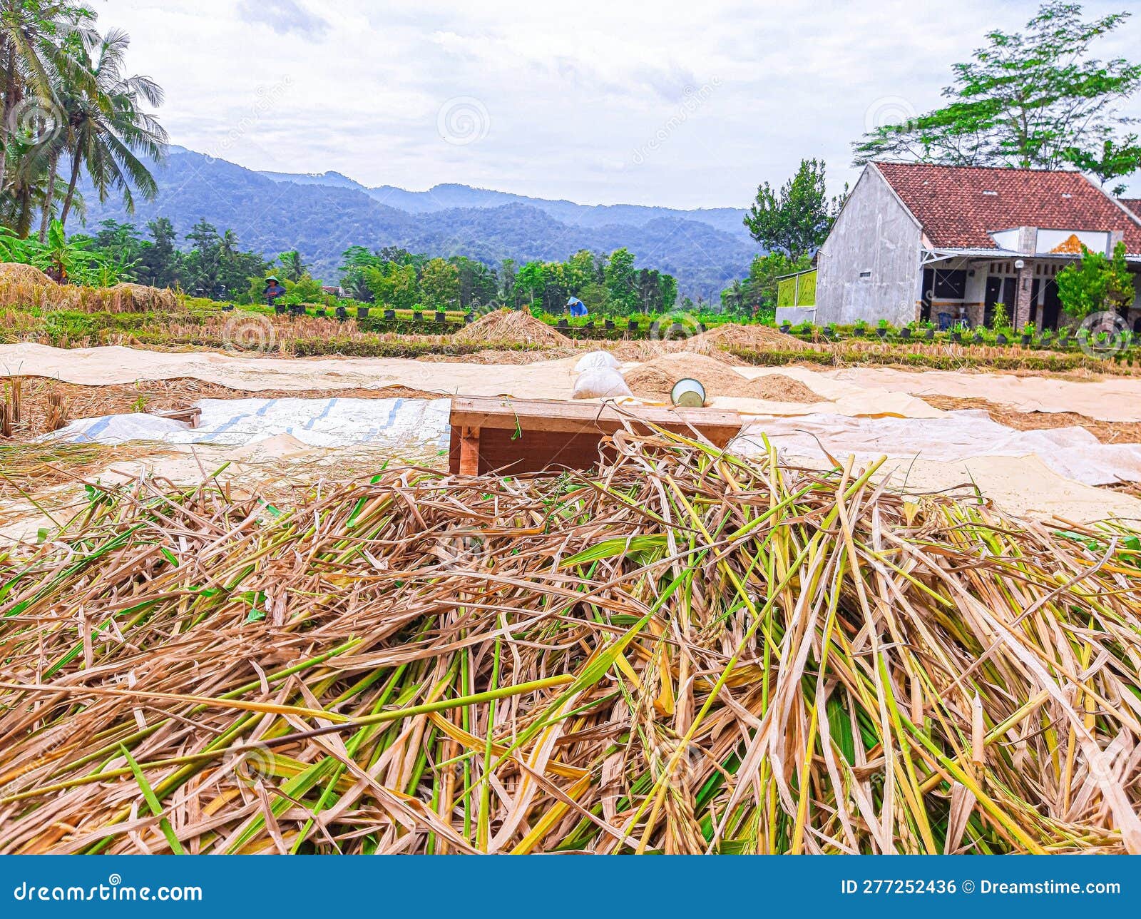 Traditional Rice Harvesting Season in Java Stock Photo - Image of java ...