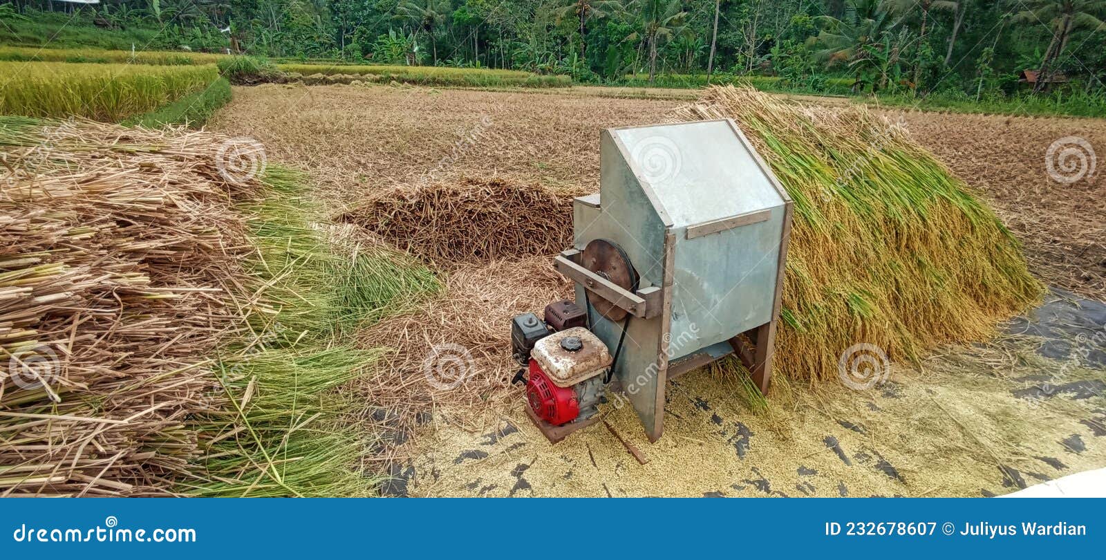 Traditional Rice Harvesting Tools Used by Farmers. Need Modernization ...