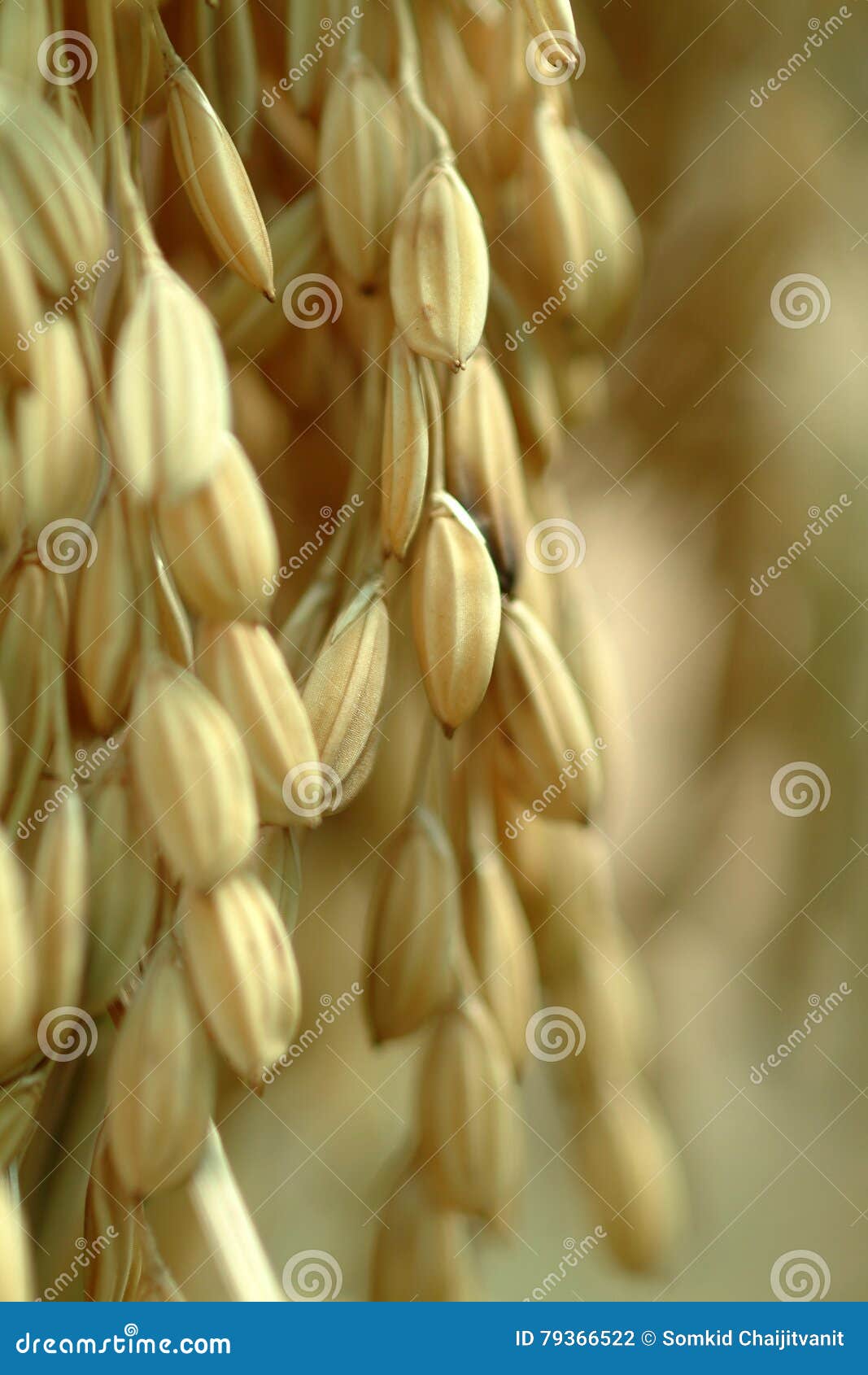 Traditional Rice Varieties of Thailand Stock Photo - Image of asia ...