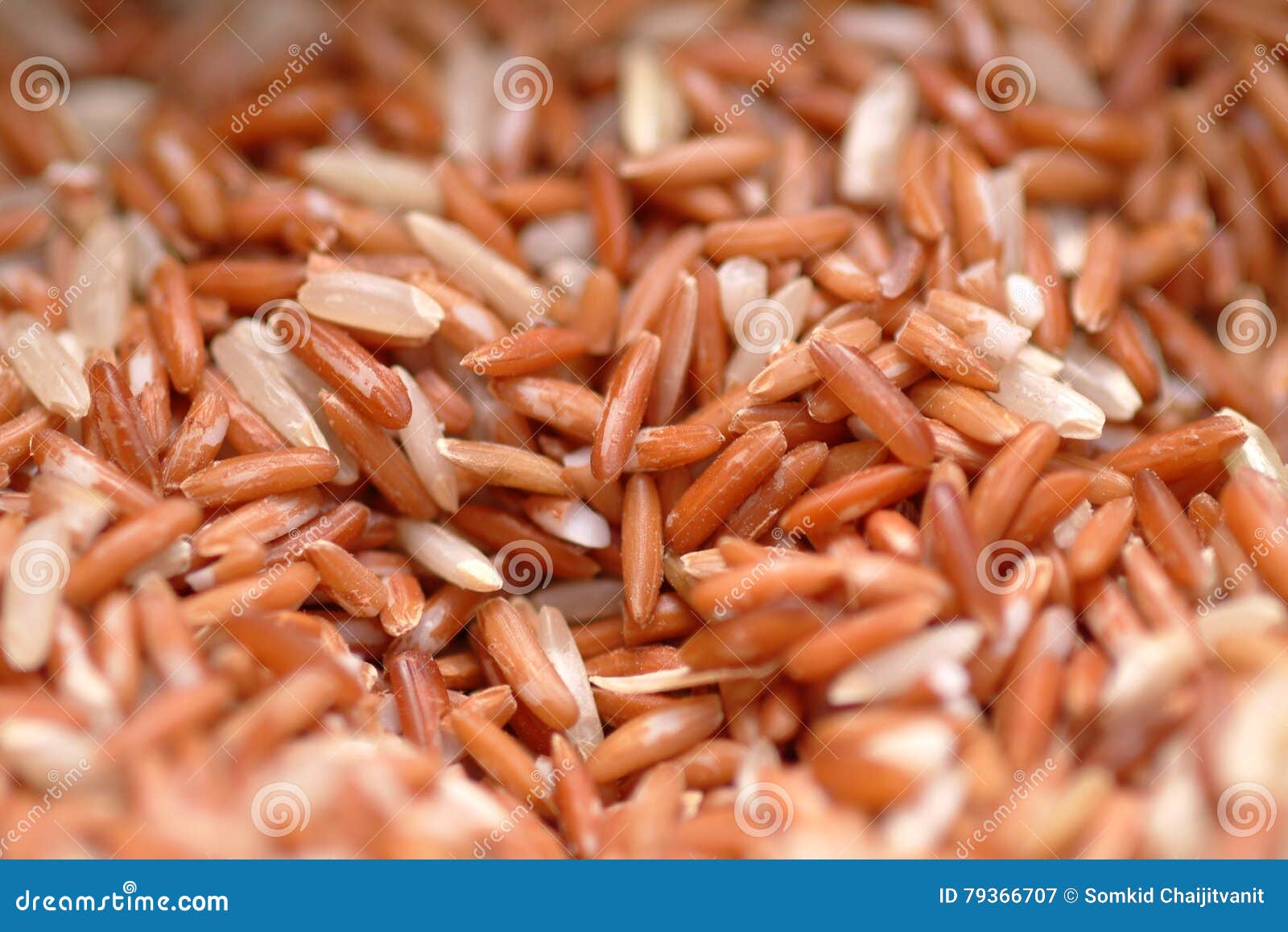 Traditional Rice Varieties of Thailand Stock Image - Image of heap ...