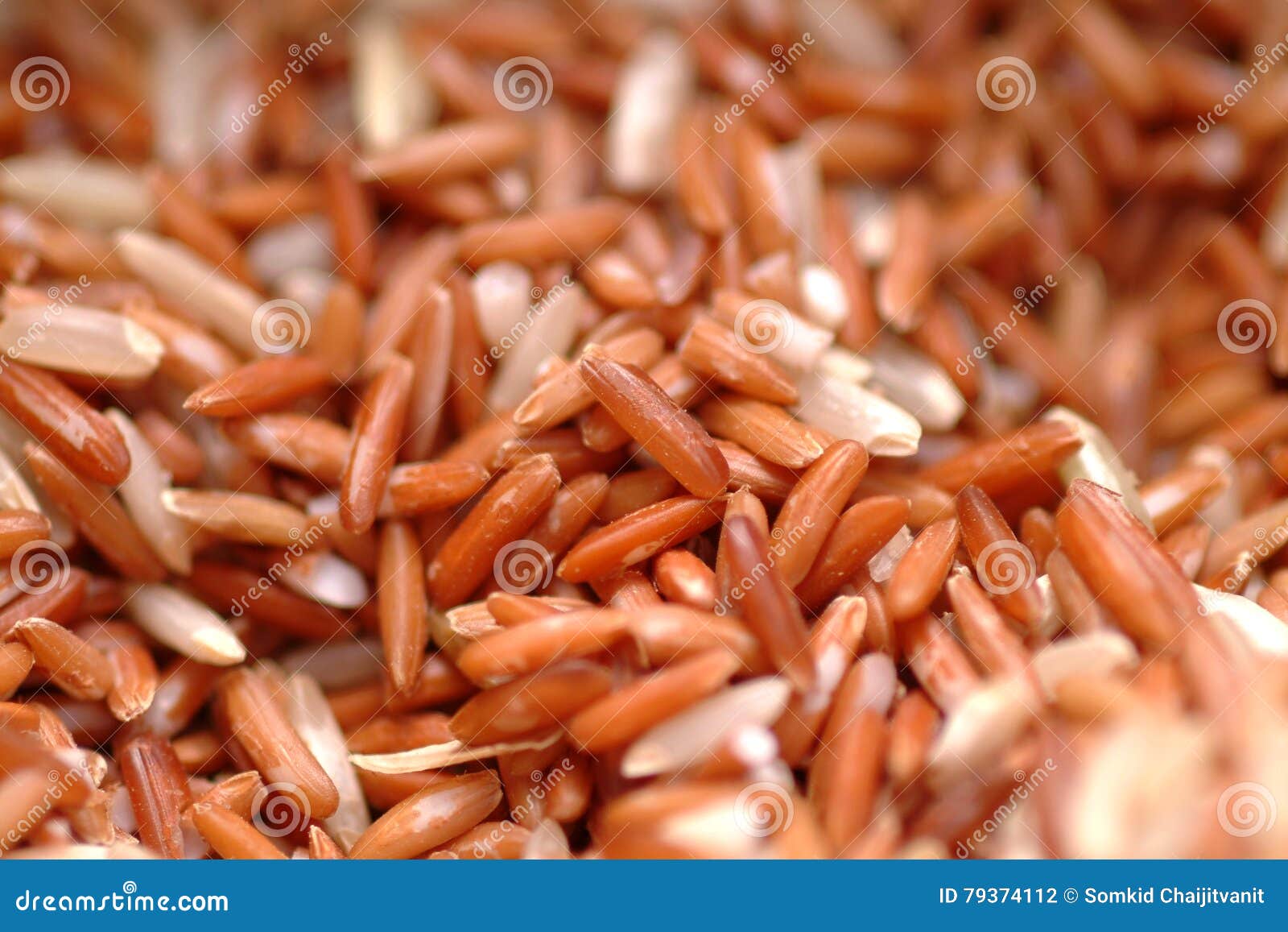 Traditional Rice Varieties of Thailand Stock Photo - Image of object ...