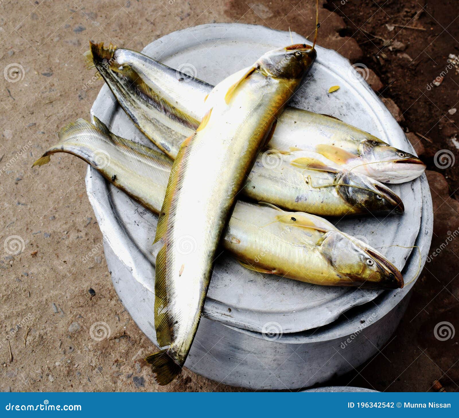 Traditional River Boal Fish in Local Fish Market Stock Photo - Image of ...