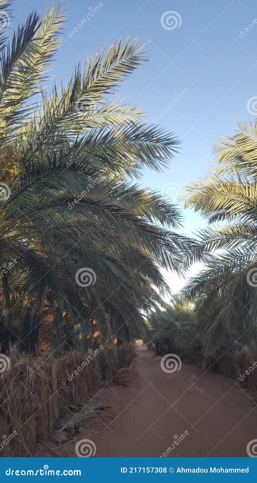 Traditional road in forest stock photo. Image of traditional - 217157308