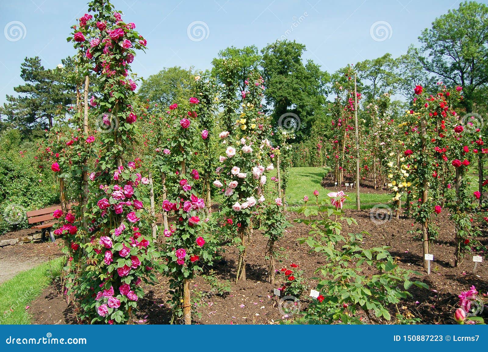 Traditional Rose Garden in Summer Time Stock Image - Image of beautiful ...