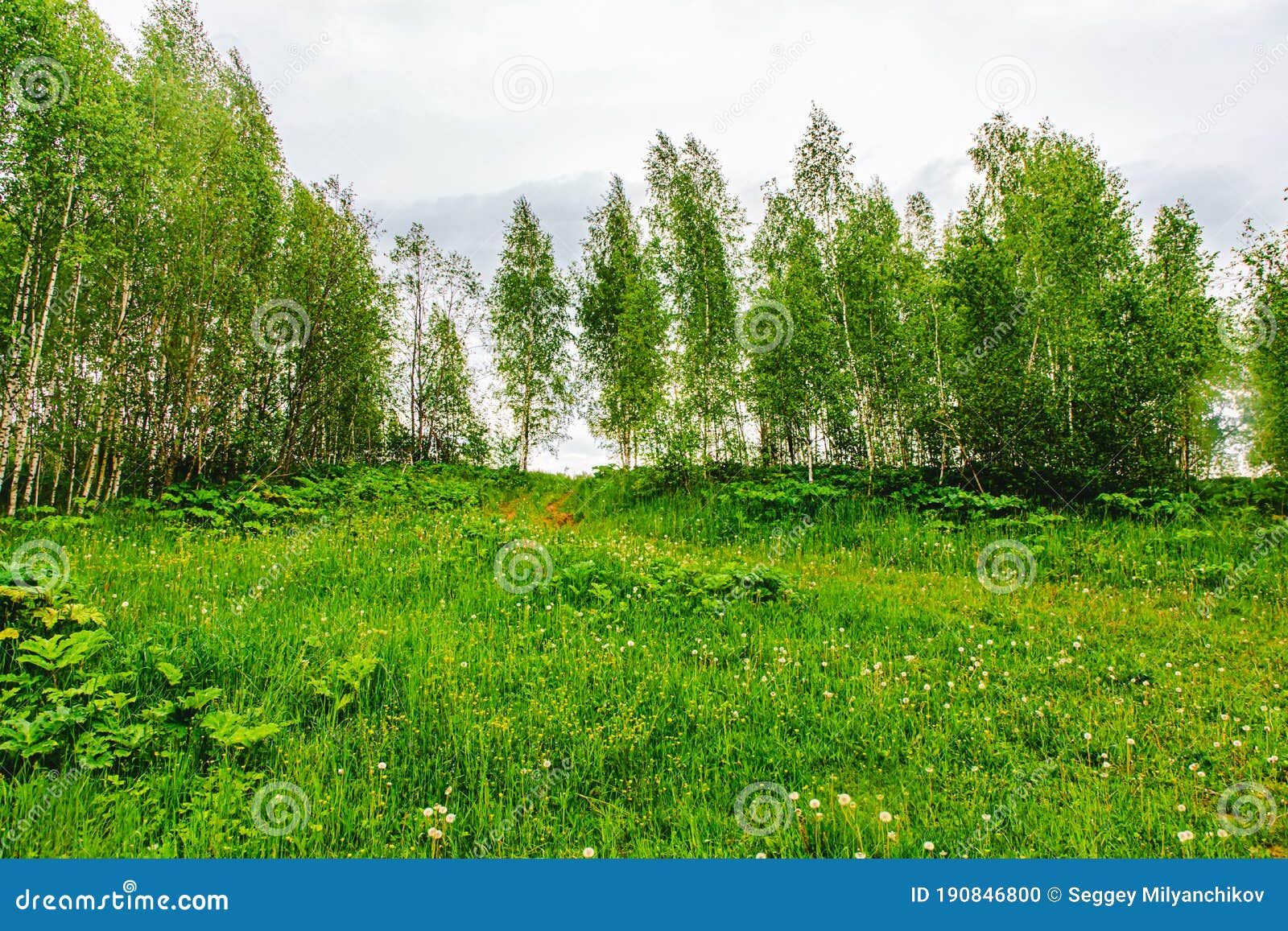 Traditional Russian Landscape, Trees Growing on a Green Field Stock ...
