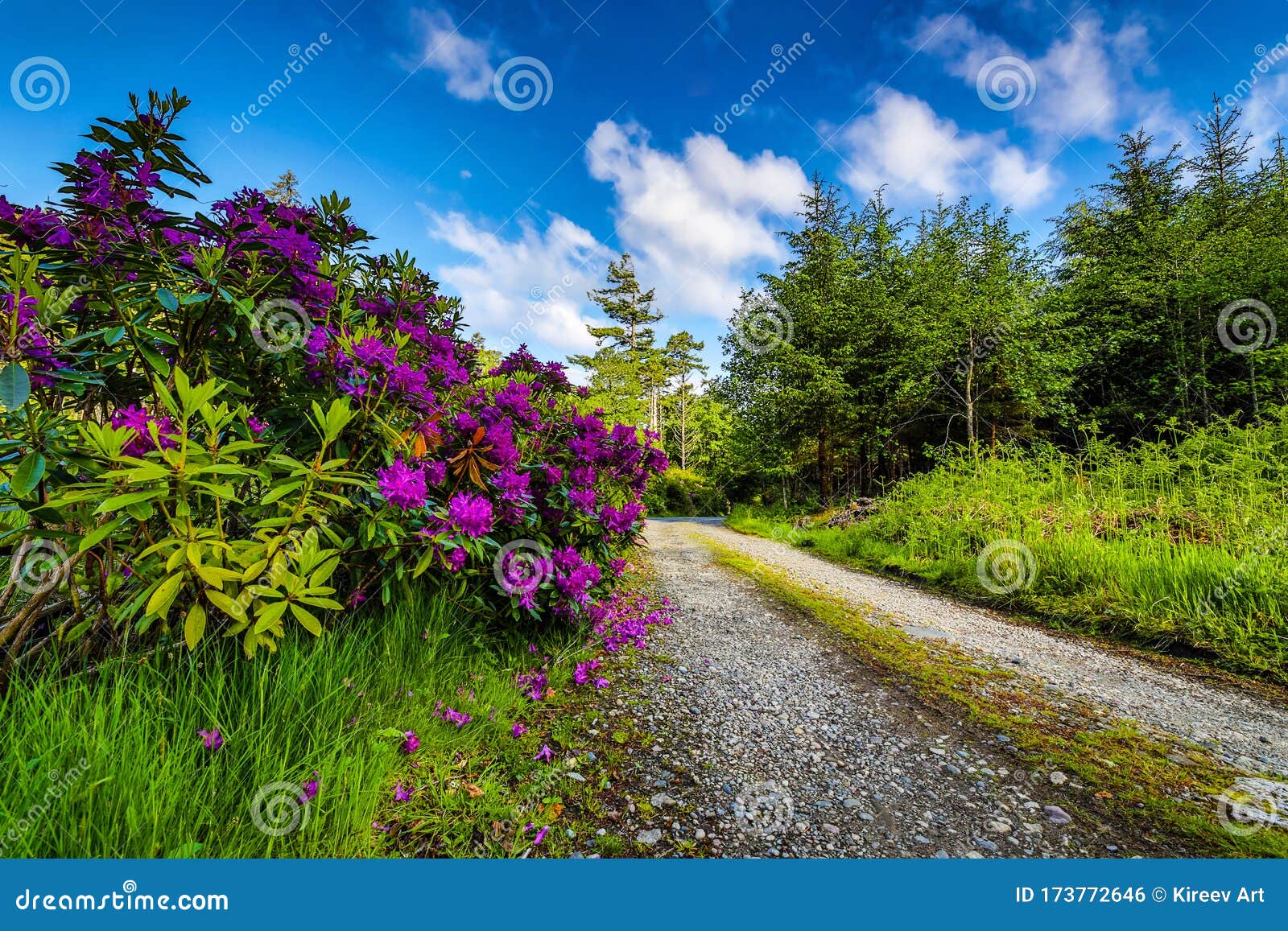 Traditional Scottish Mountains Flowers and Bushes Close-up. Stock Photo ...