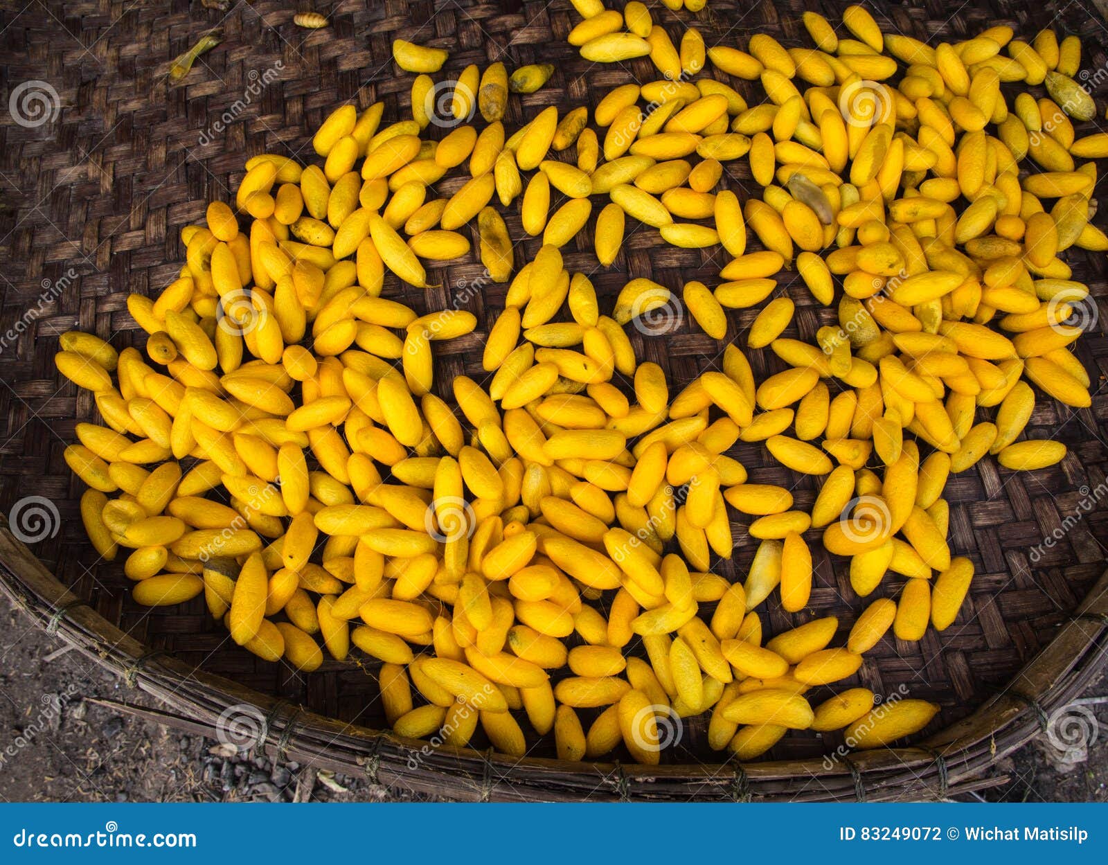 The Traditional of Sericulture Stock Photo - Image of colorful, cocoon ...