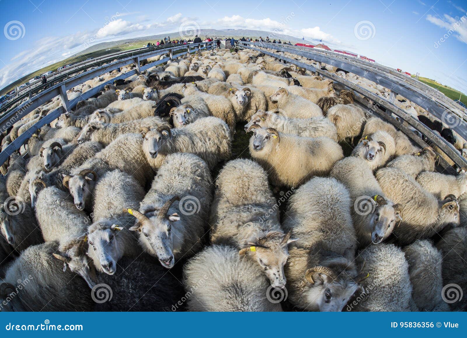 Traditional Sheep Gathering in Iceland Stock Photo - Image of mutton ...