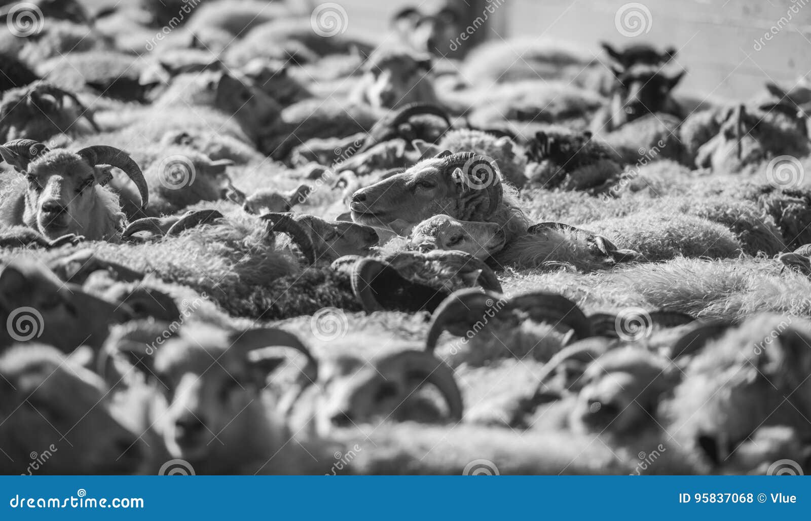 Traditional Sheep Gathering in Iceland Stock Photo - Image of gathering ...