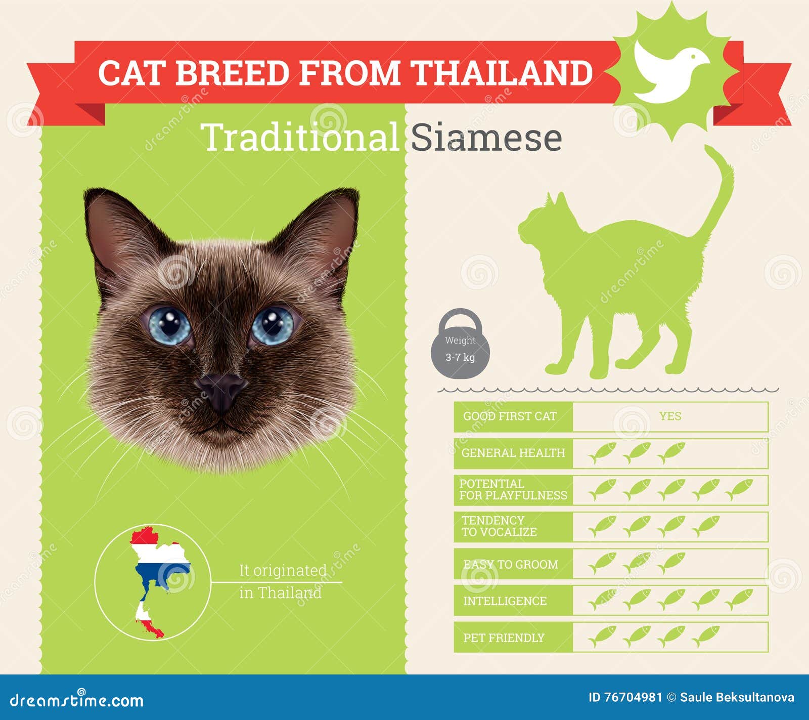 Traditional Siamese Cat Breed Infographics Stock Illustration ...