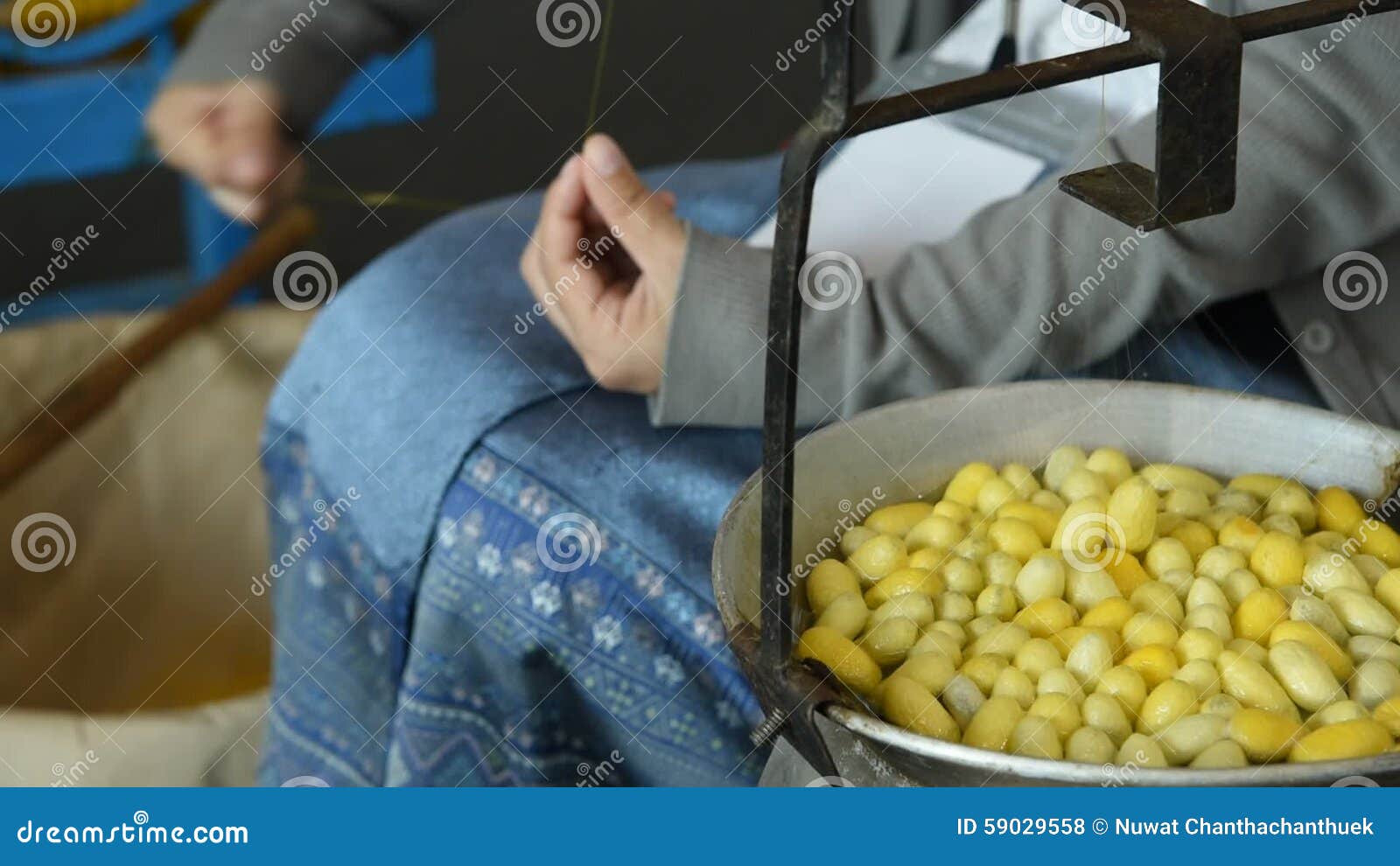 Traditional Spin Silkworm. stock footage. Video of mulberry - 59029558