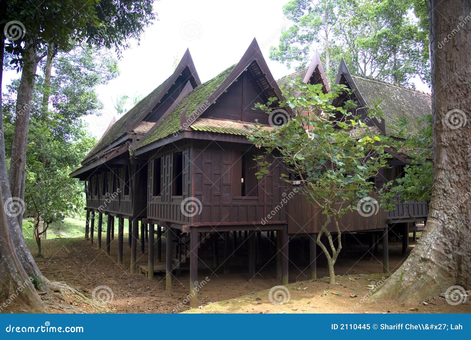 Thai House Cat, Siamese Cat Species Lay On Wooden Stock Photography ...