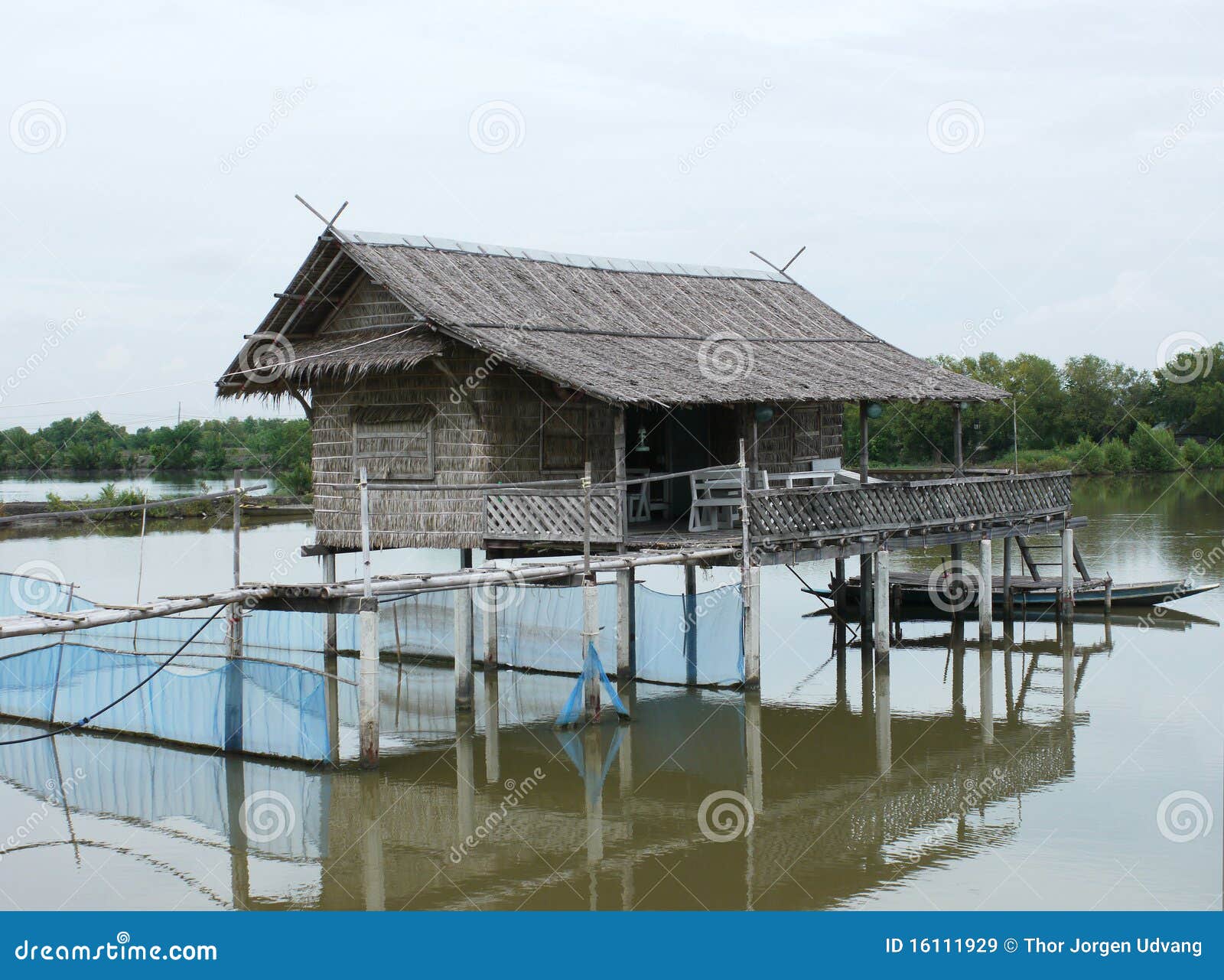 Thai House Cat, Siamese Cat Species Lay On Wooden Stock Photography ...