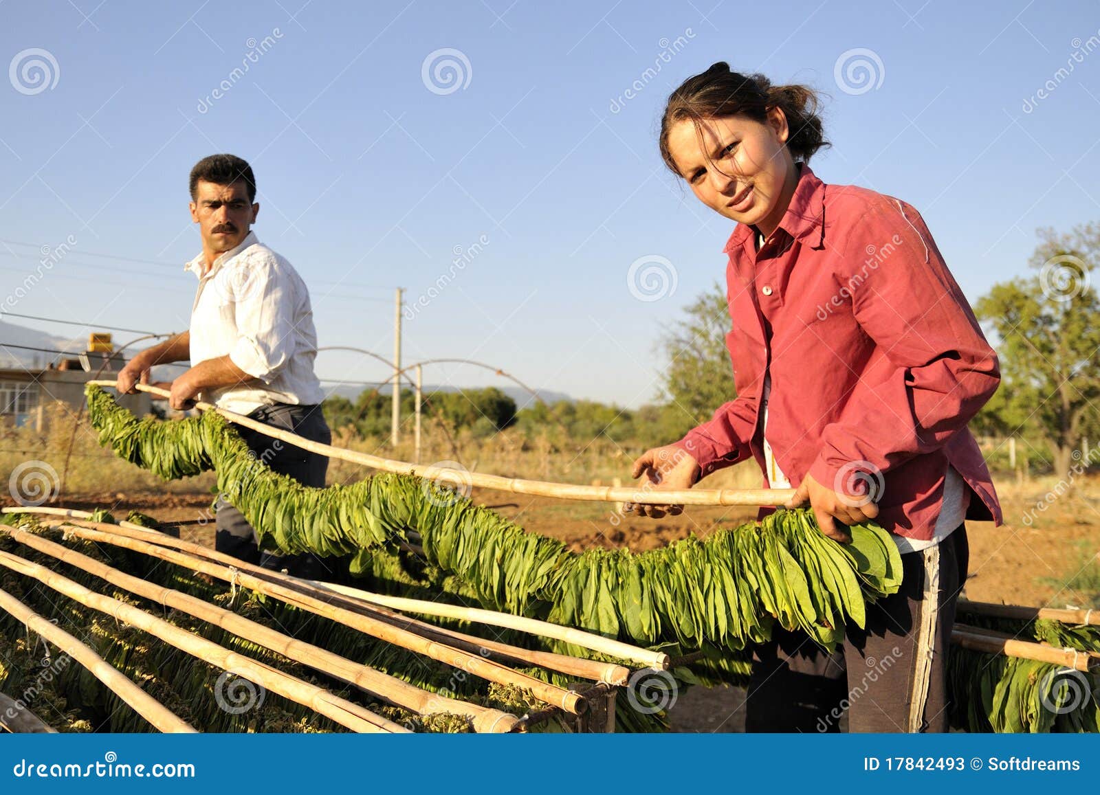 Traditional Tobacco Worker Editorial Photo | CartoonDealer.com #17895241