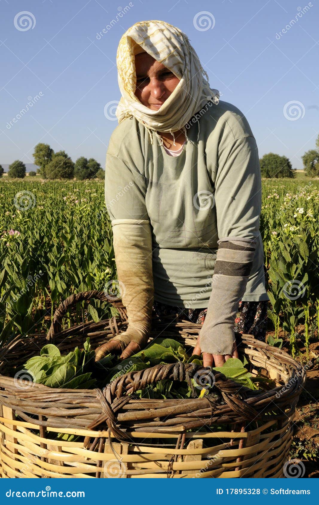 Traditional Tobacco Worker Editorial Photo | CartoonDealer.com #17895241