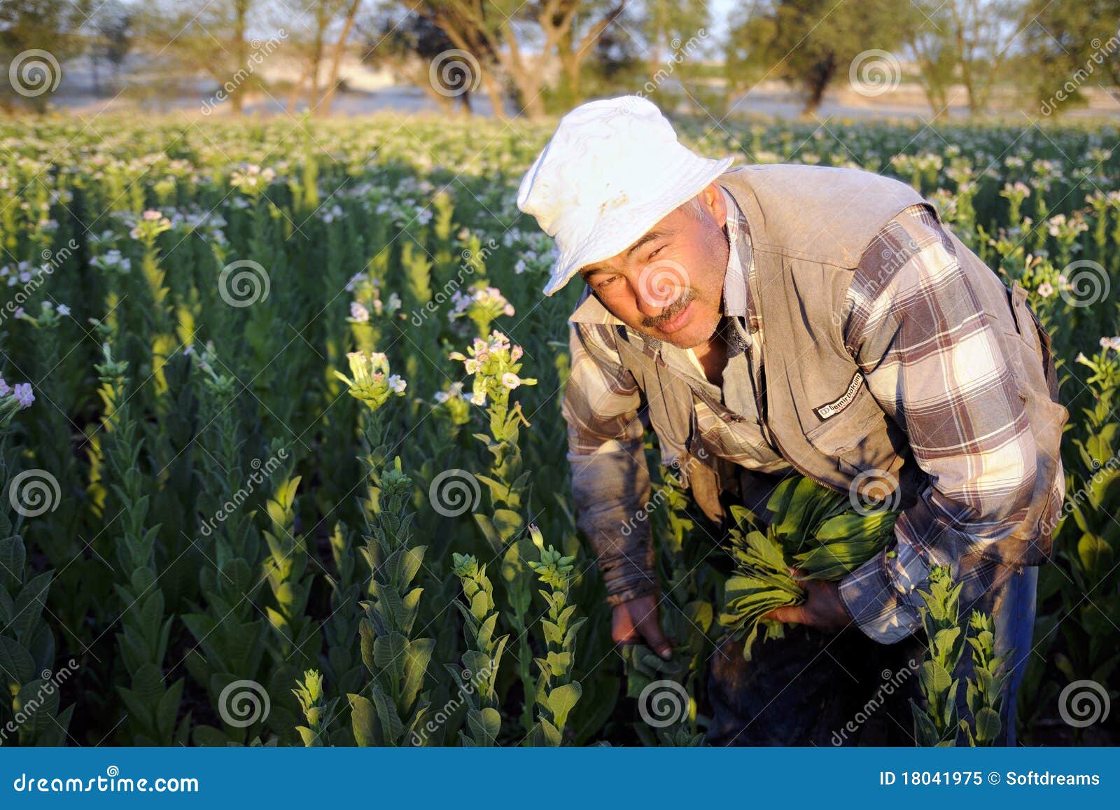 Traditional Tobacco Worker Editorial Photo | CartoonDealer.com #17895241