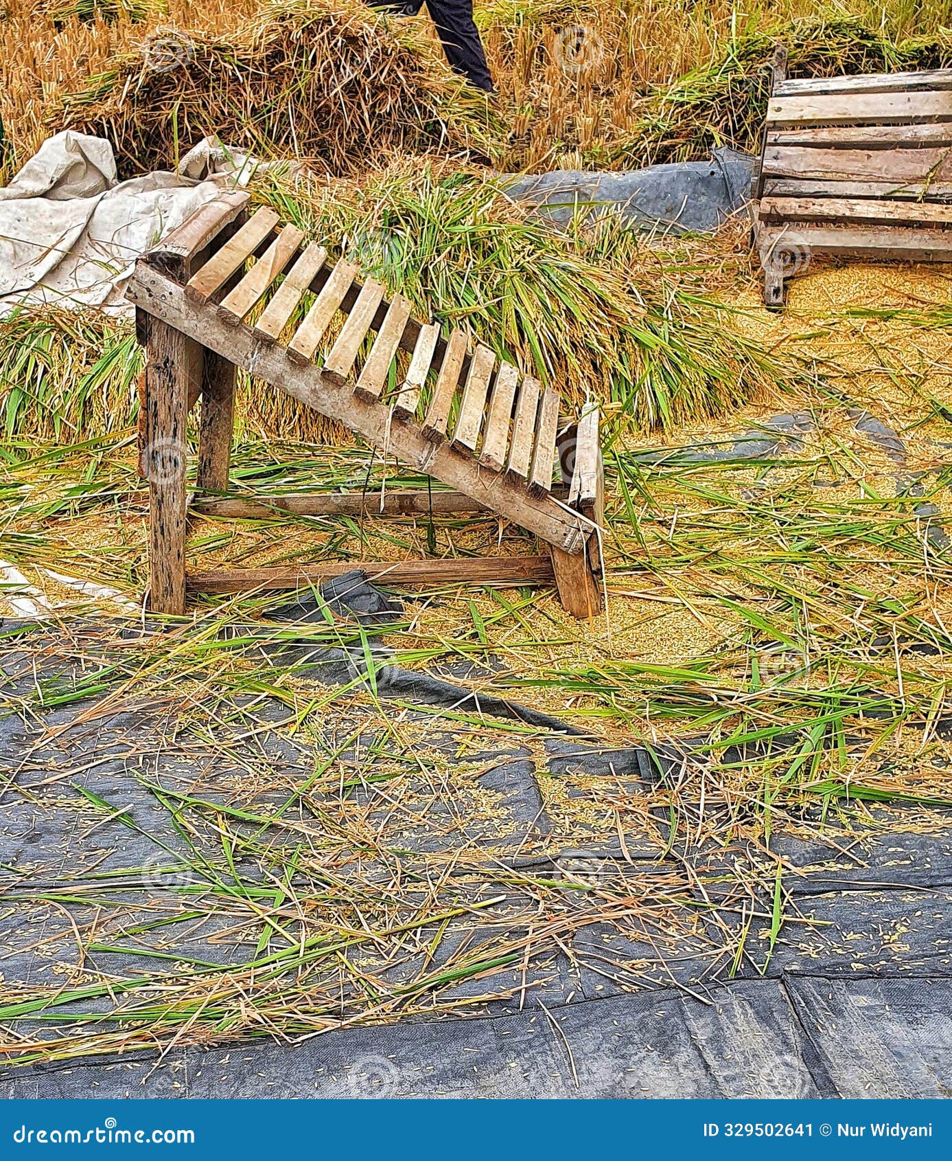 Traditional Tool for Threshing Rice Stock Image - Image of roce ...
