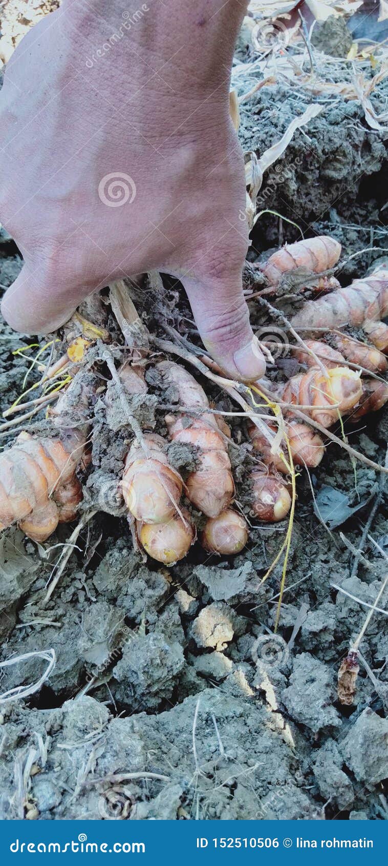 Traditional Turmeric Harvest with Hand Stock Photo - Image of turmeric ...