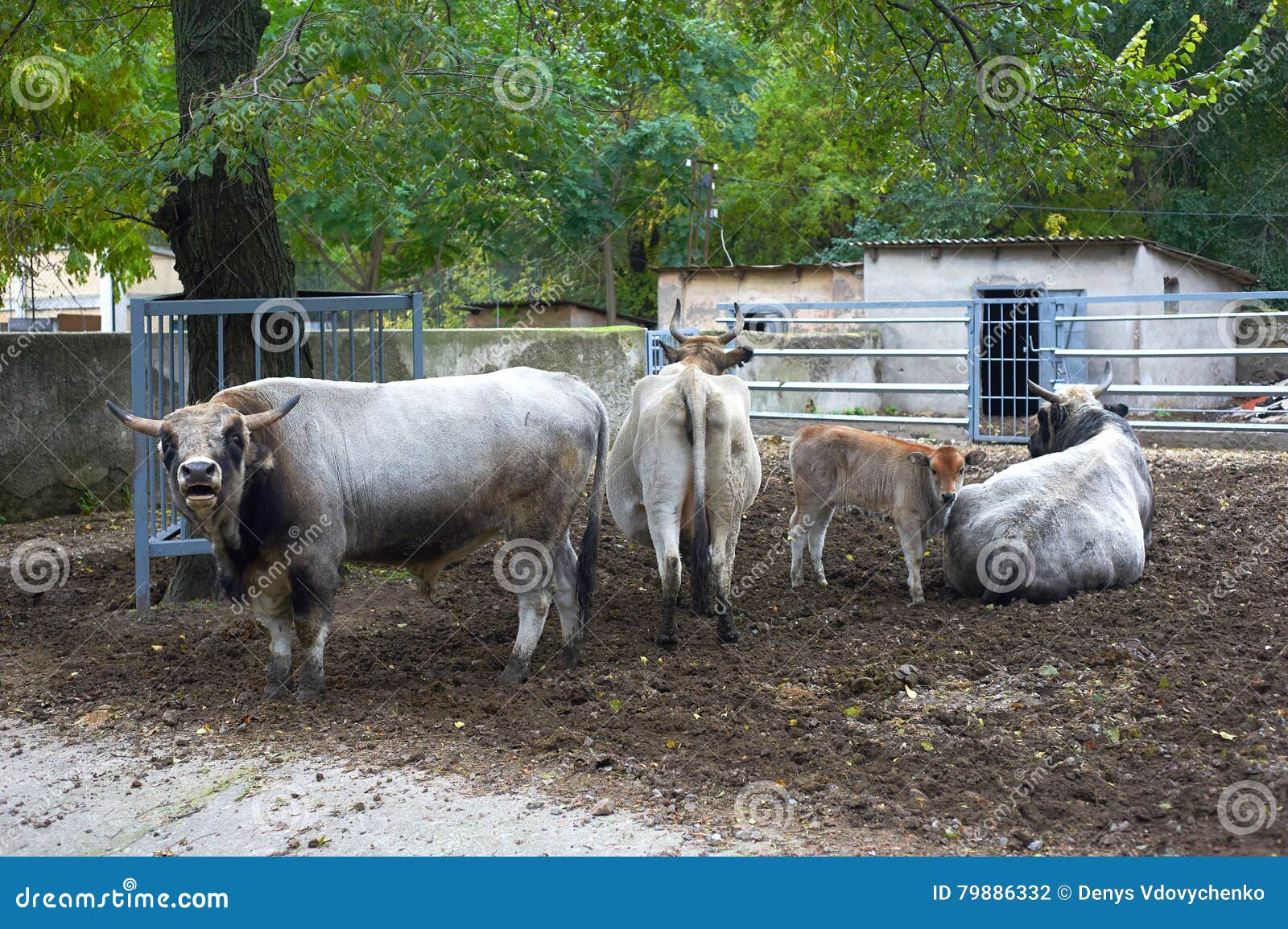 Traditional Ukrainian Cattle in the Zoo Stock Photo - Image of mammal ...