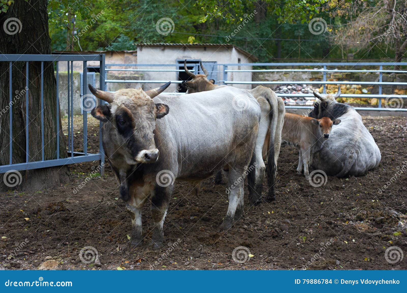 Traditional Ukrainian Cattle in the Zoo Stock Photo - Image of head ...