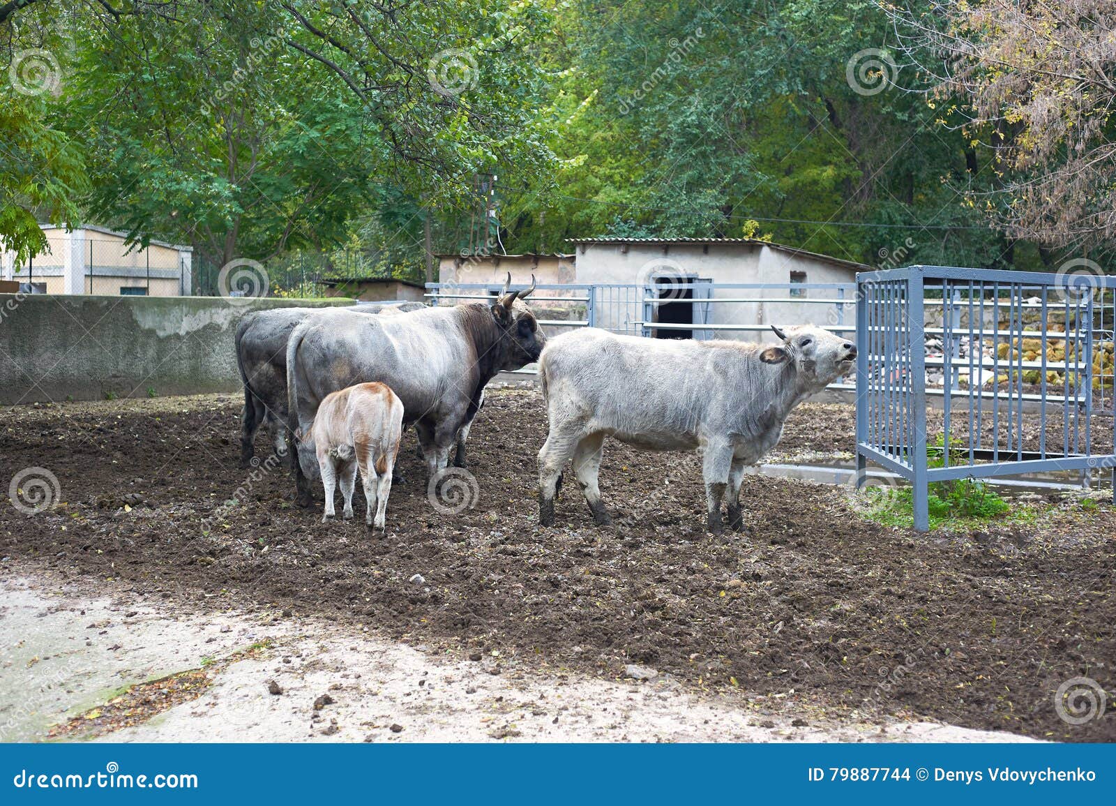 Traditional Ukrainian Cattle in the Zoo Stock Photo - Image of park ...