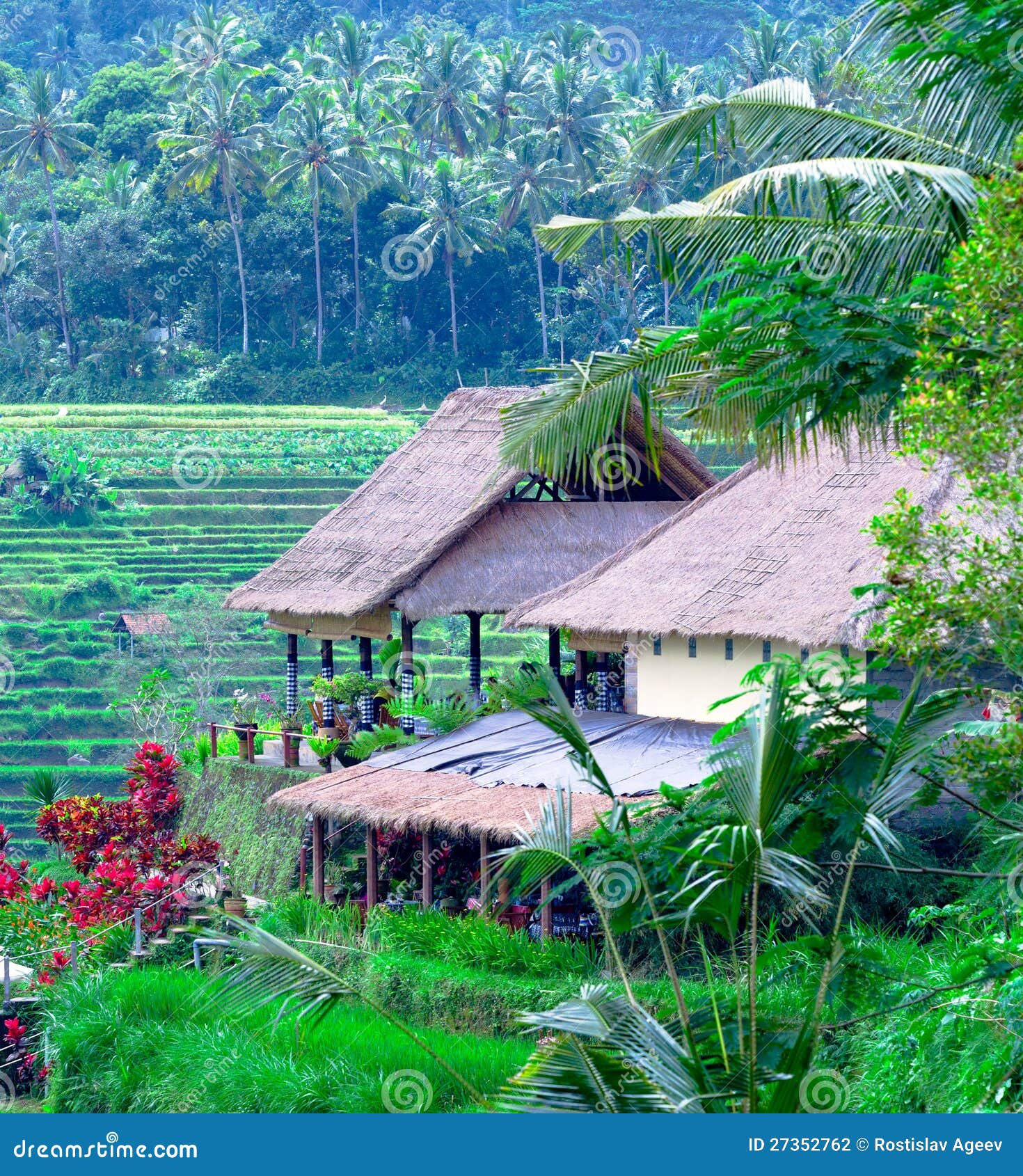 Traditional Village with Rice Field in Jungle Stock Photo - Image of ...