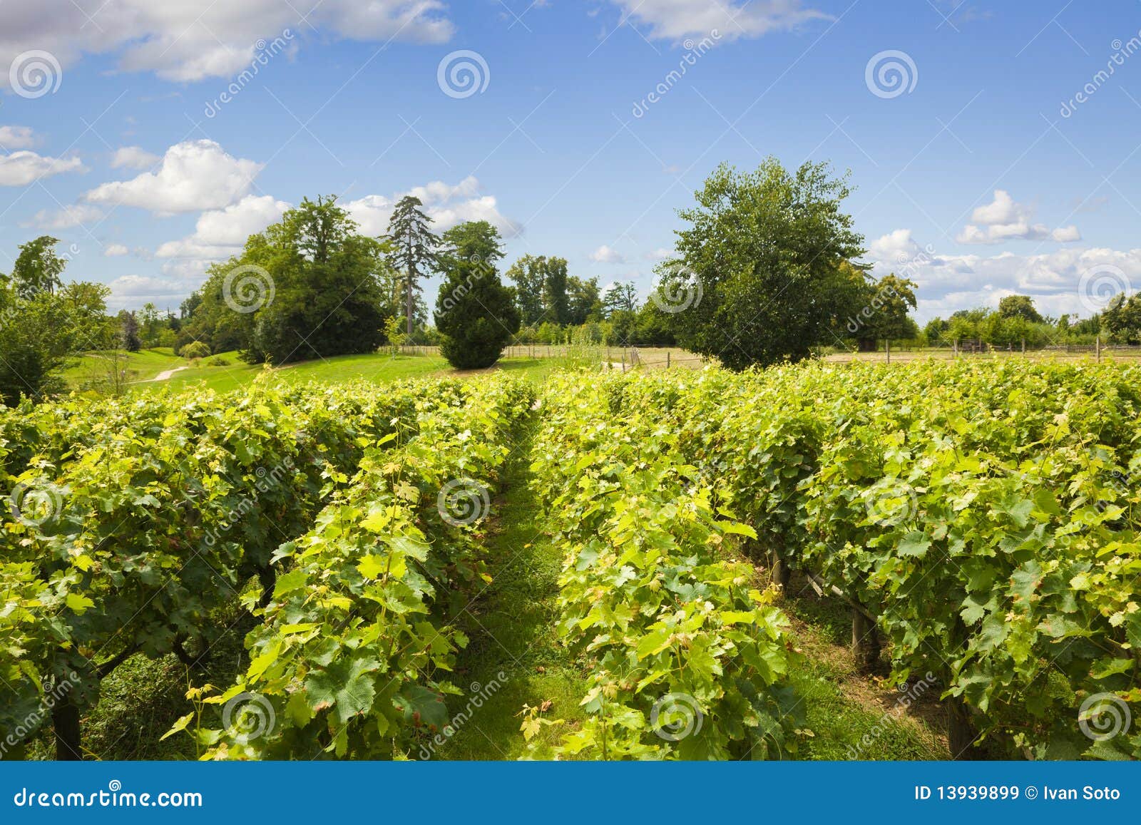 Traditional vineyard stock image. Image of nature, meadow - 13939899