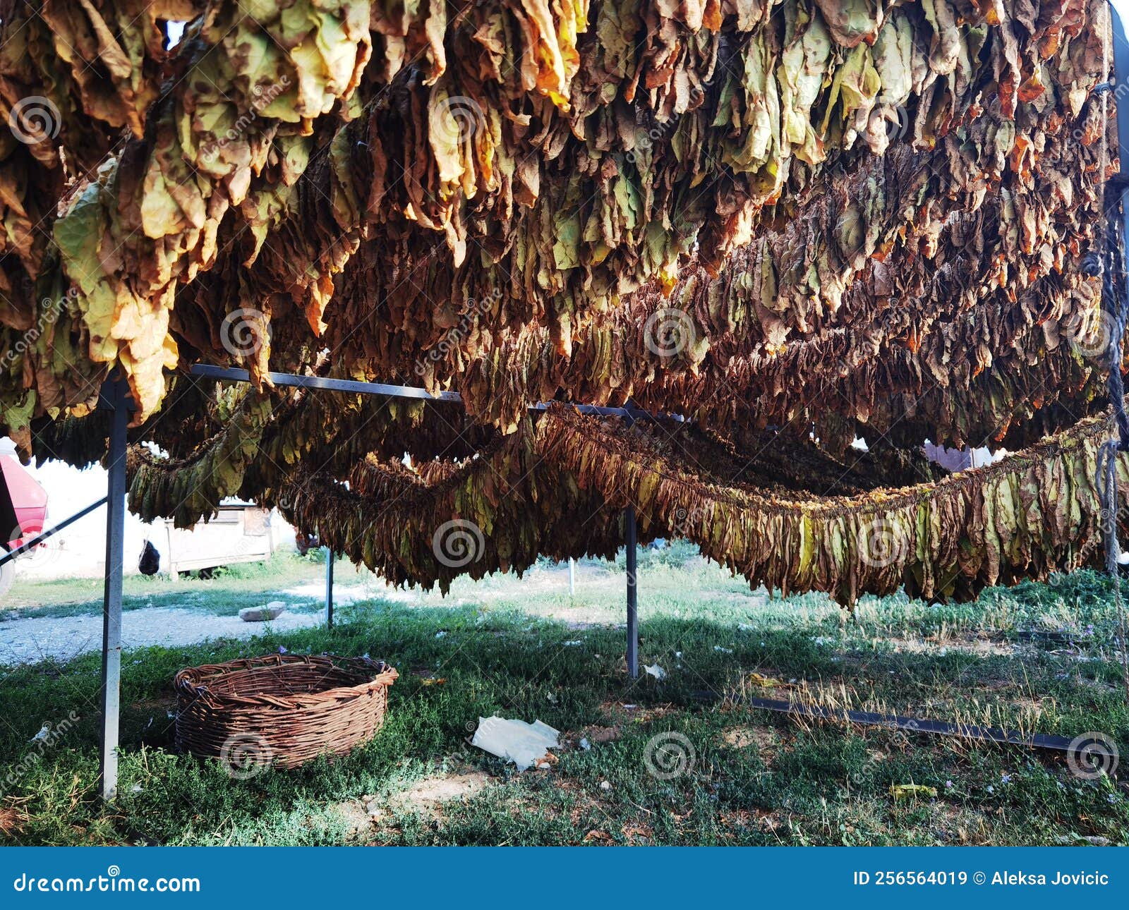 Traditional Way of Drying Tobacco in Macedonia Stock Image - Image of ...